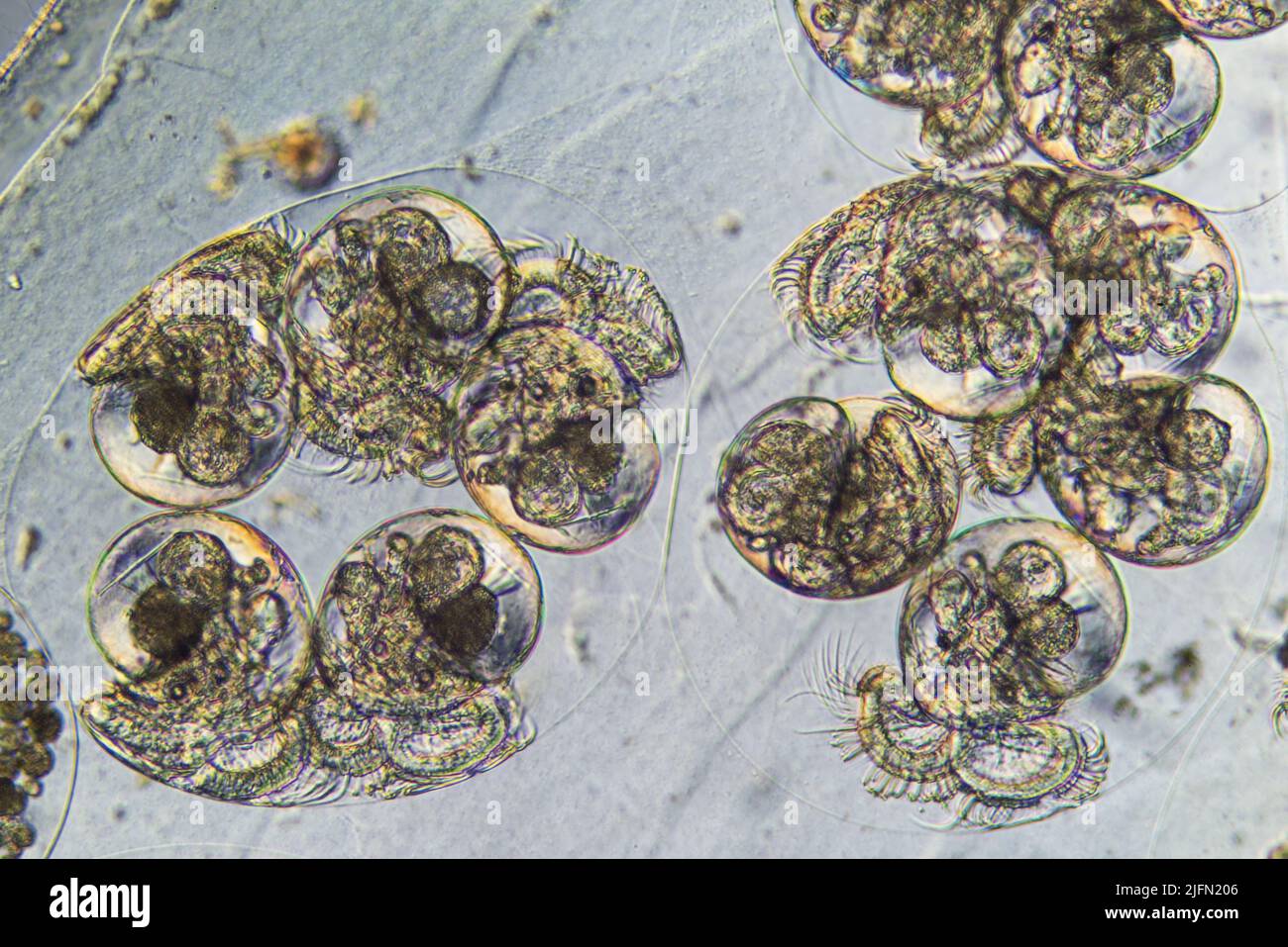 Aeolidia papillosa, nudibranch eggs from a rockpool Stock Photo - Alamy
