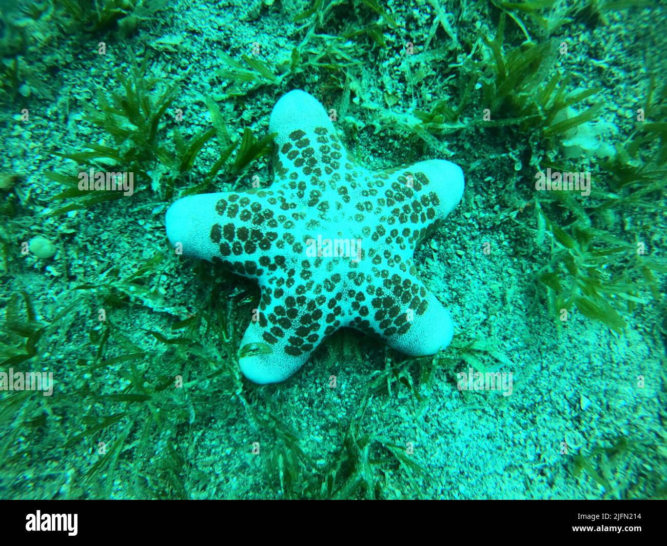 Starfish On the seabed in the Red Sea, Eilat Israel Stock Photo - Alamy