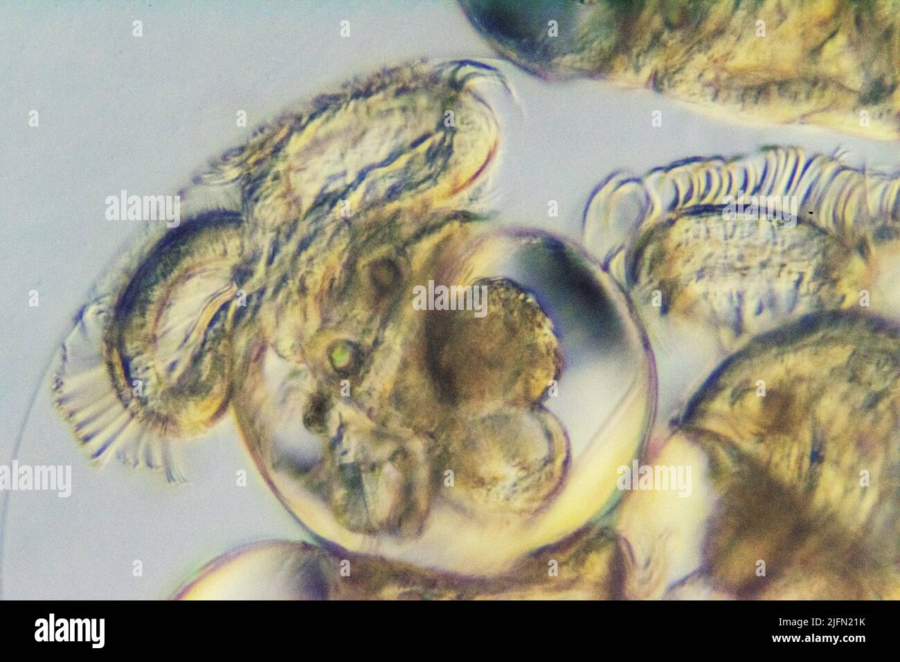 Aeolidia papillosa, nudibranch eggs from a rockpool Stock Photo - Alamy