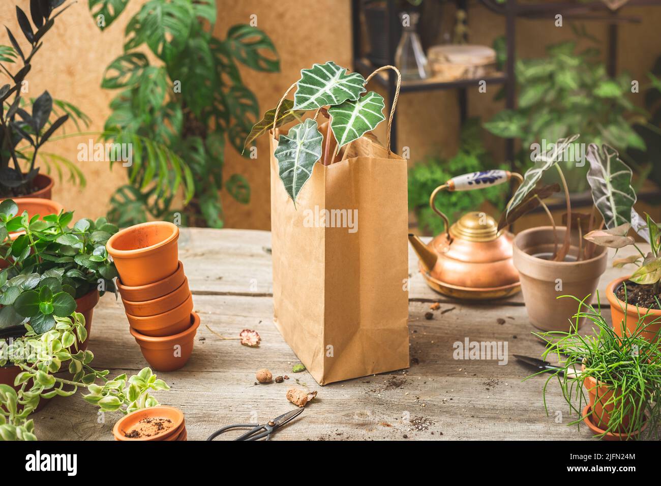 Paper bag with alocasia plant ready to be delivered. Small nursery or ...