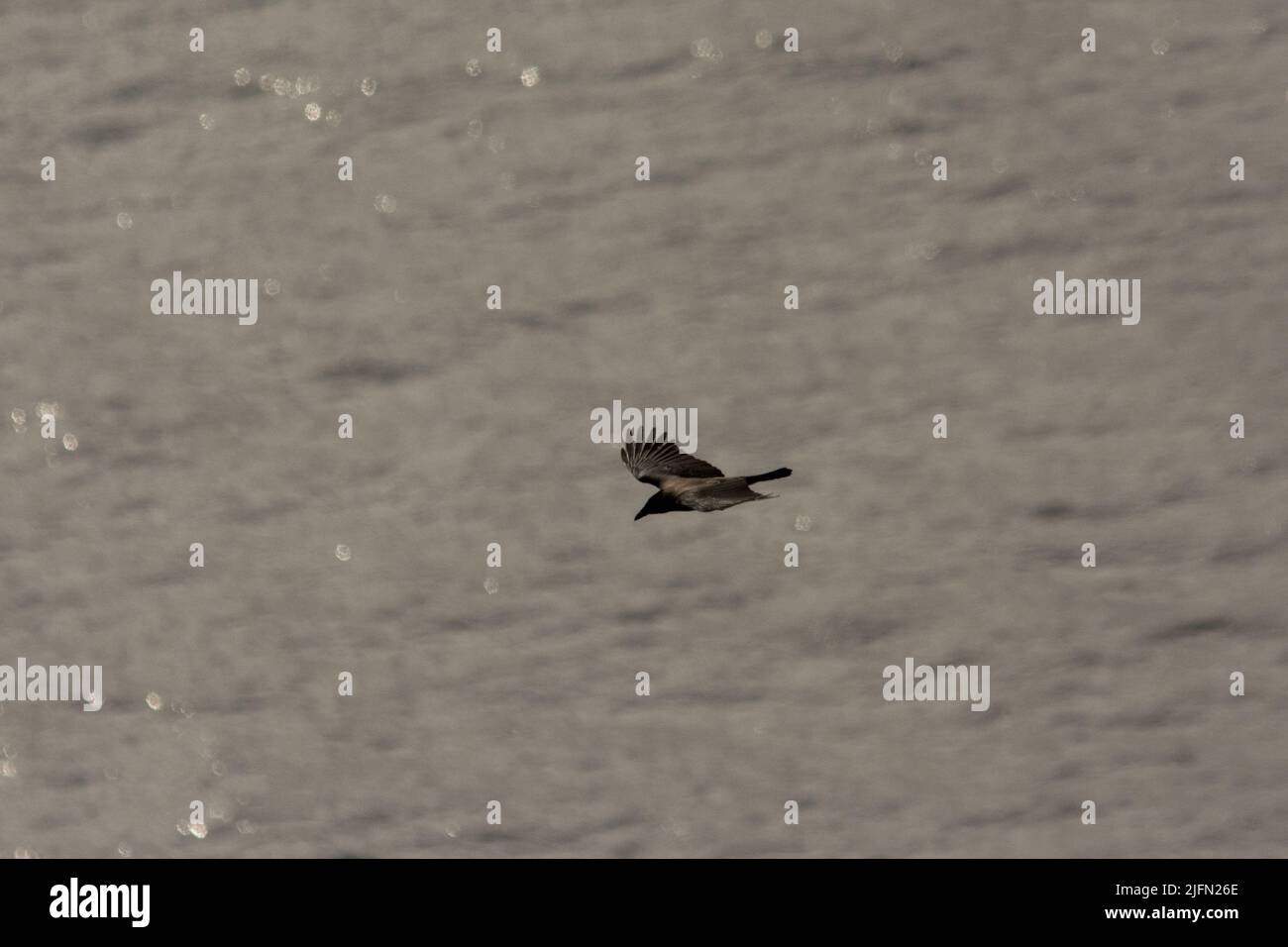 Carrion crow flying along the cliff edge of Runde island at the West ...