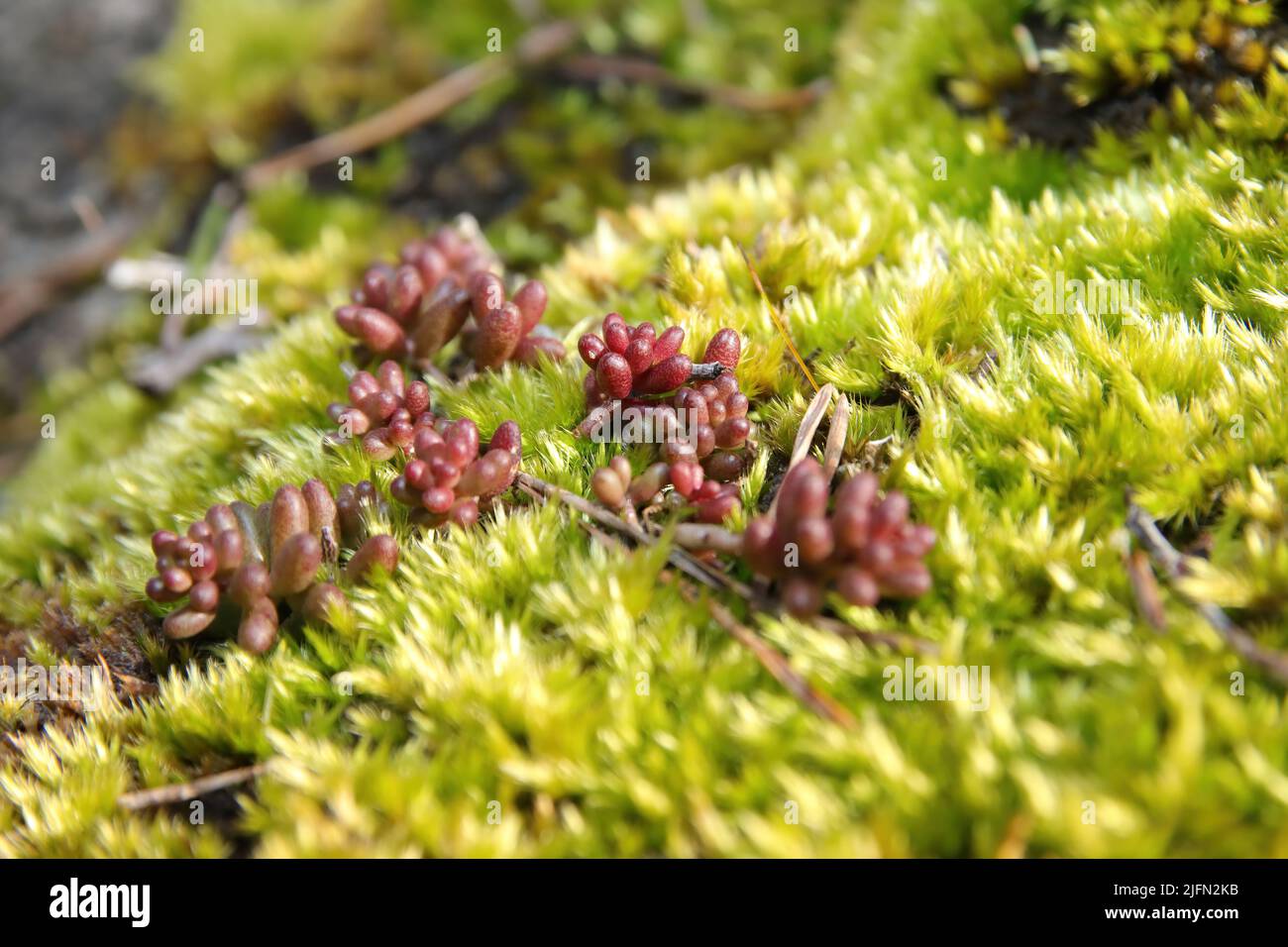 Closeup shot moss plants hi-res stock photography and images - Alamy