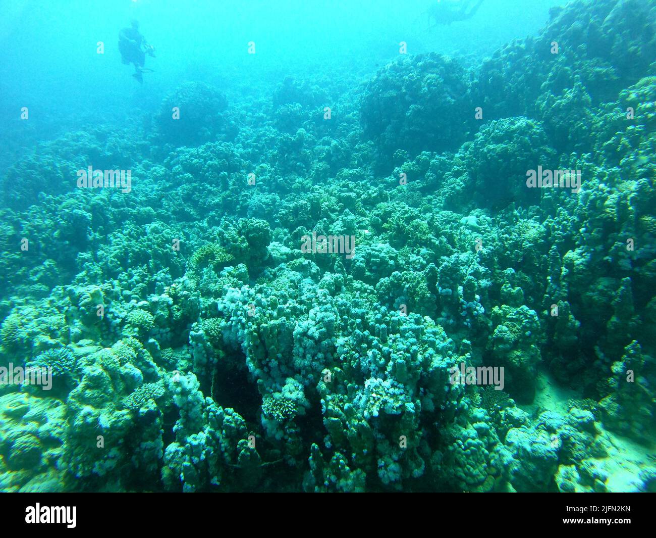 Coral reef and water plants in the Red Sea, Eilat Israel Stock Photo ...