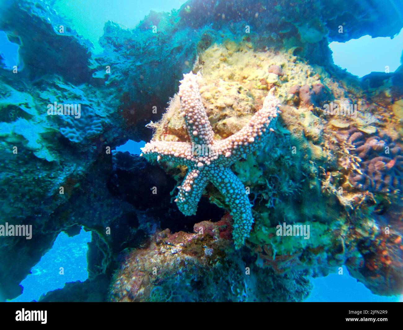 Underwater sea star hi-res stock photography and images - Alamy