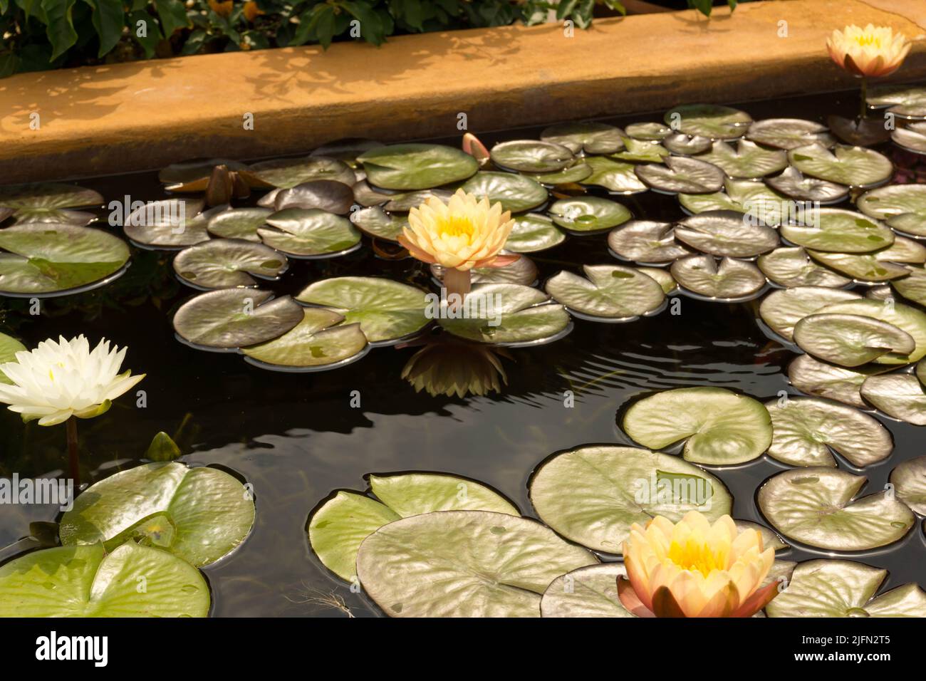 Lilies on water hi-res stock photography and images - Alamy