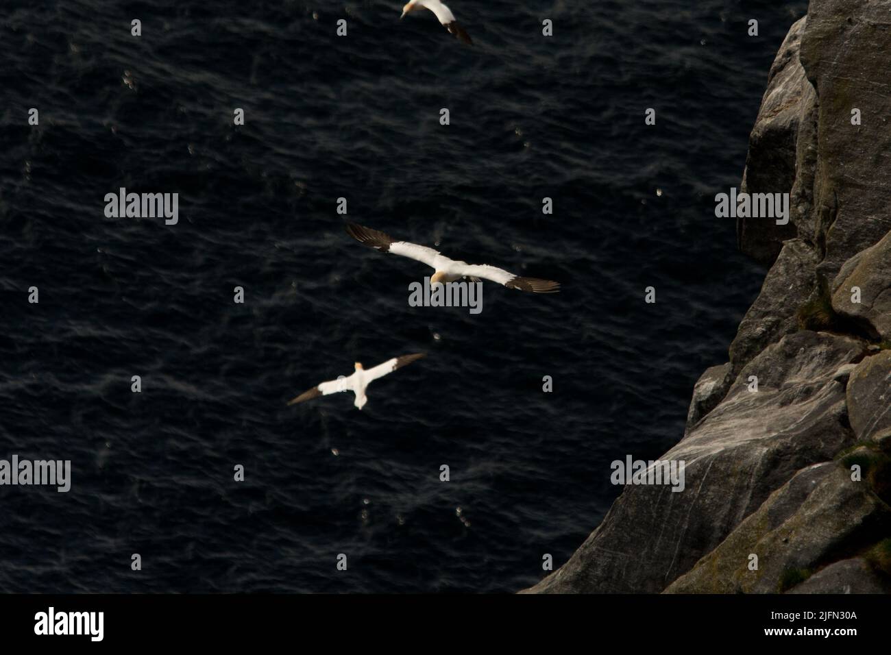Northern Gannet flying along the coast of Runde island at the West ...
