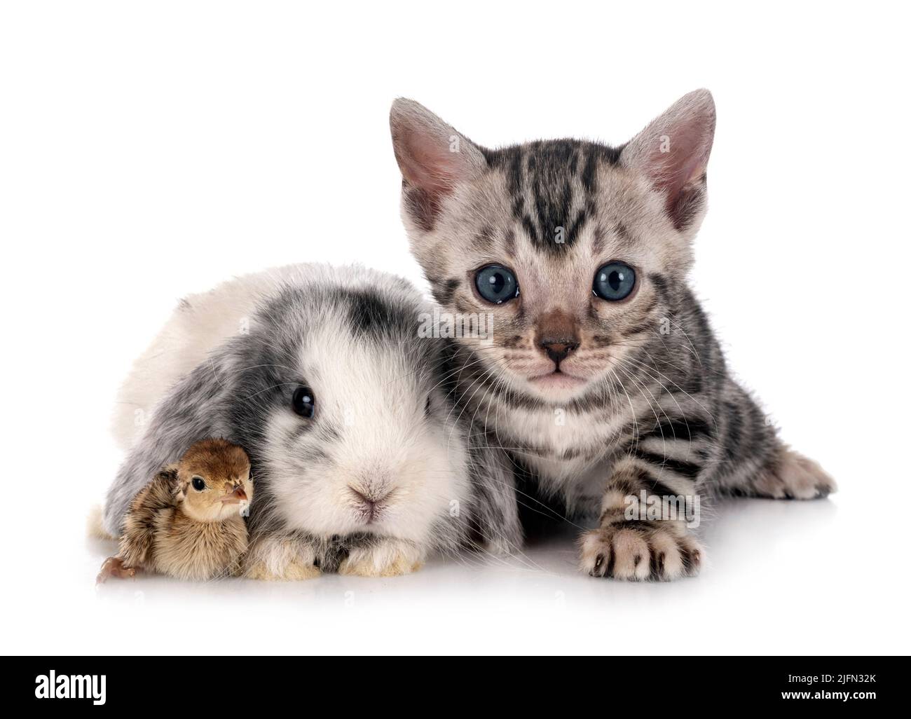 Cute Kittens And Baby Bunnies