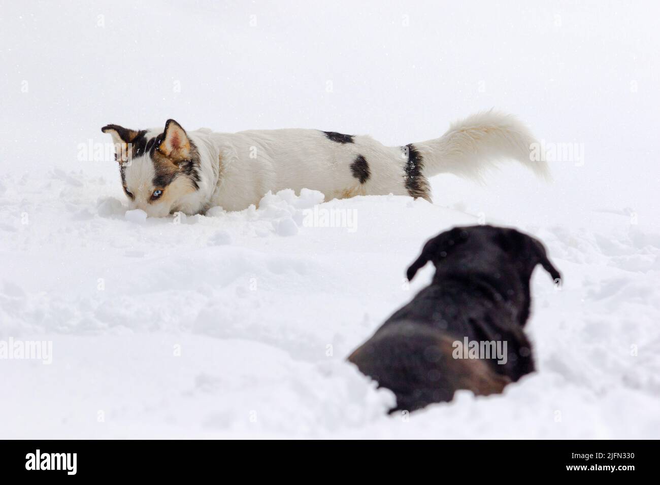 A white husky and a black lab (Labrador Retriever) hiding in the snow ...