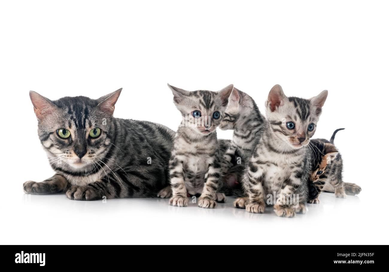 bengal cat in front of white background Stock Photo - Alamy