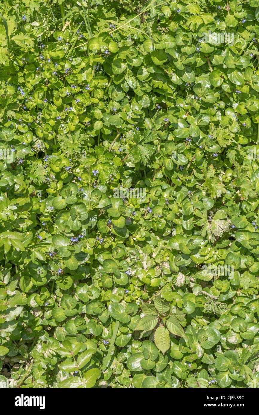 Brooklime / Veronica beccabunga leaves growing in flooded roadside ...