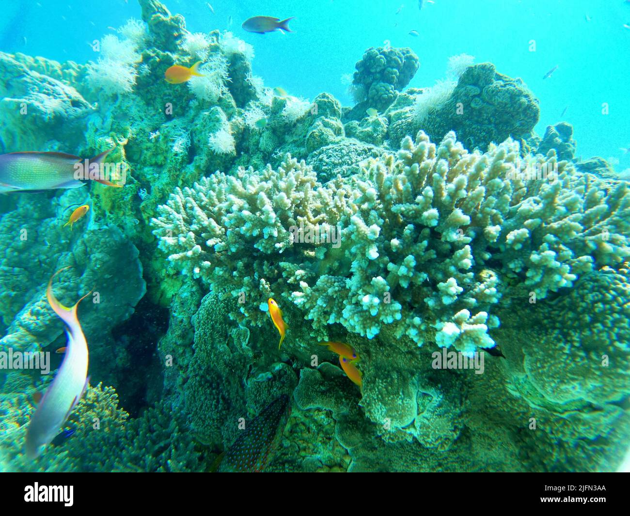 Coral reef and water plants in the Red Sea, Eilat Israel Stock Photo ...
