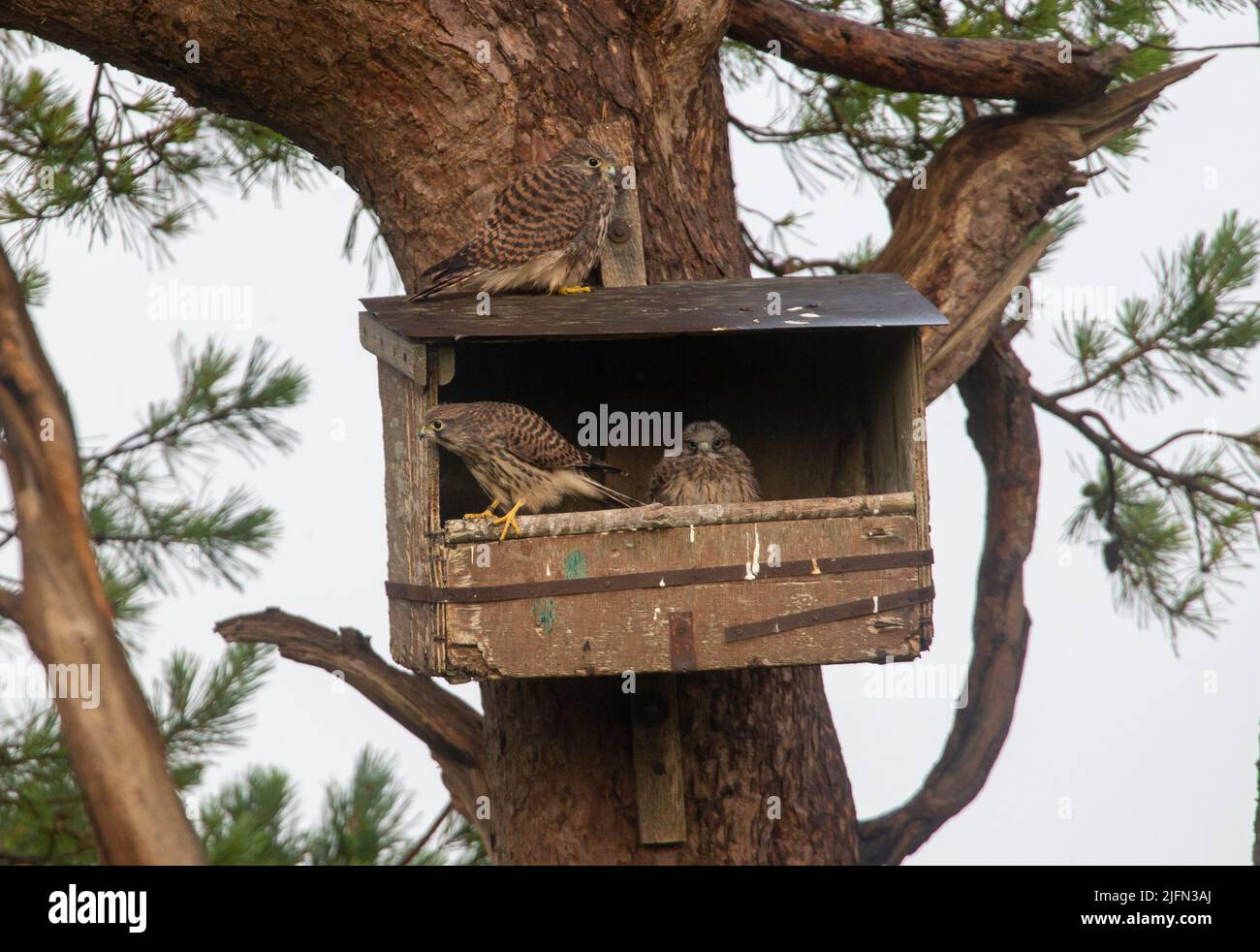 2 kestrel in nest box and 1 kestrel on top of the nest box Stock Photo ...