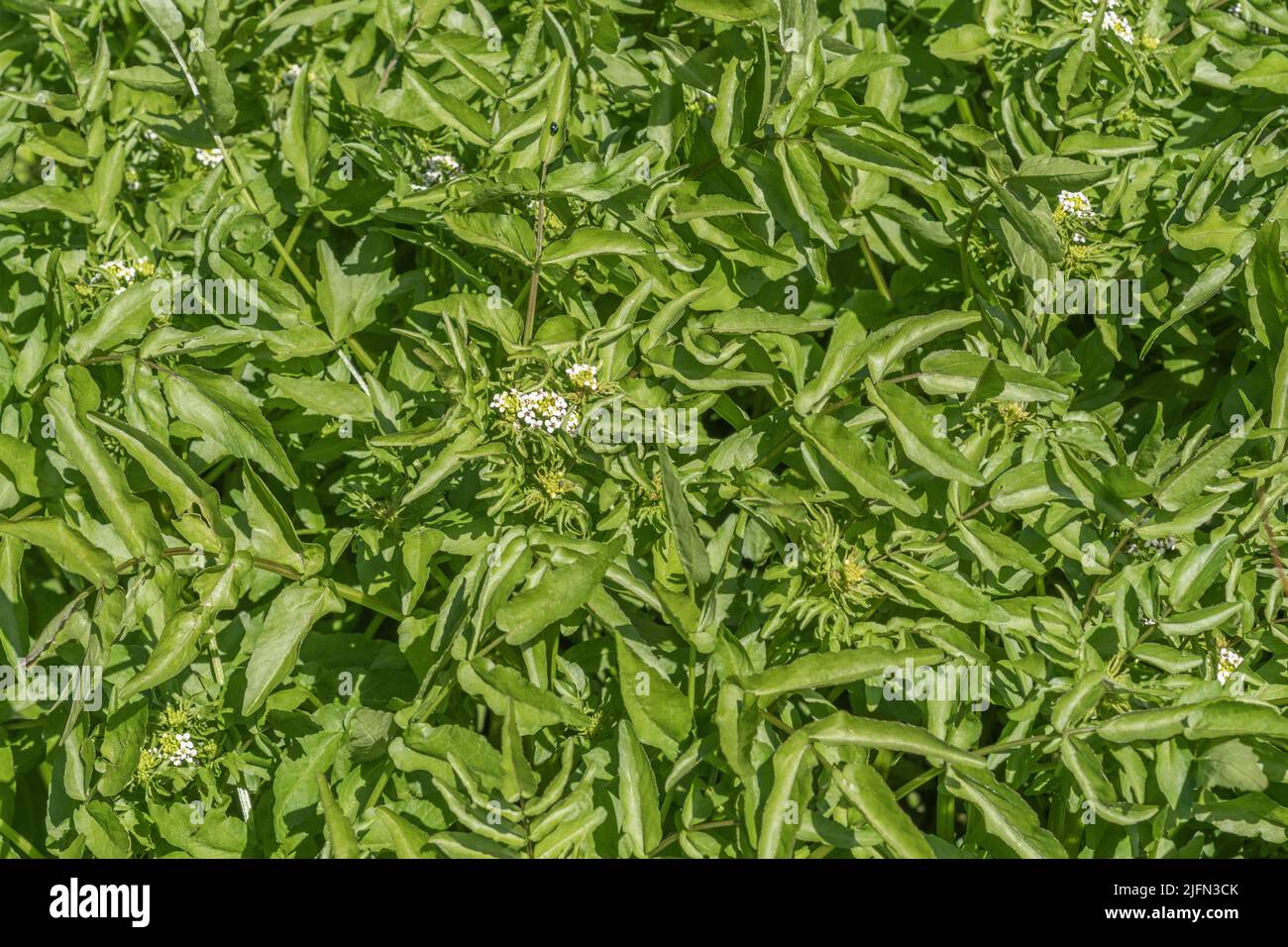 White crucifer-form flower clusters of some form of Watercress ...