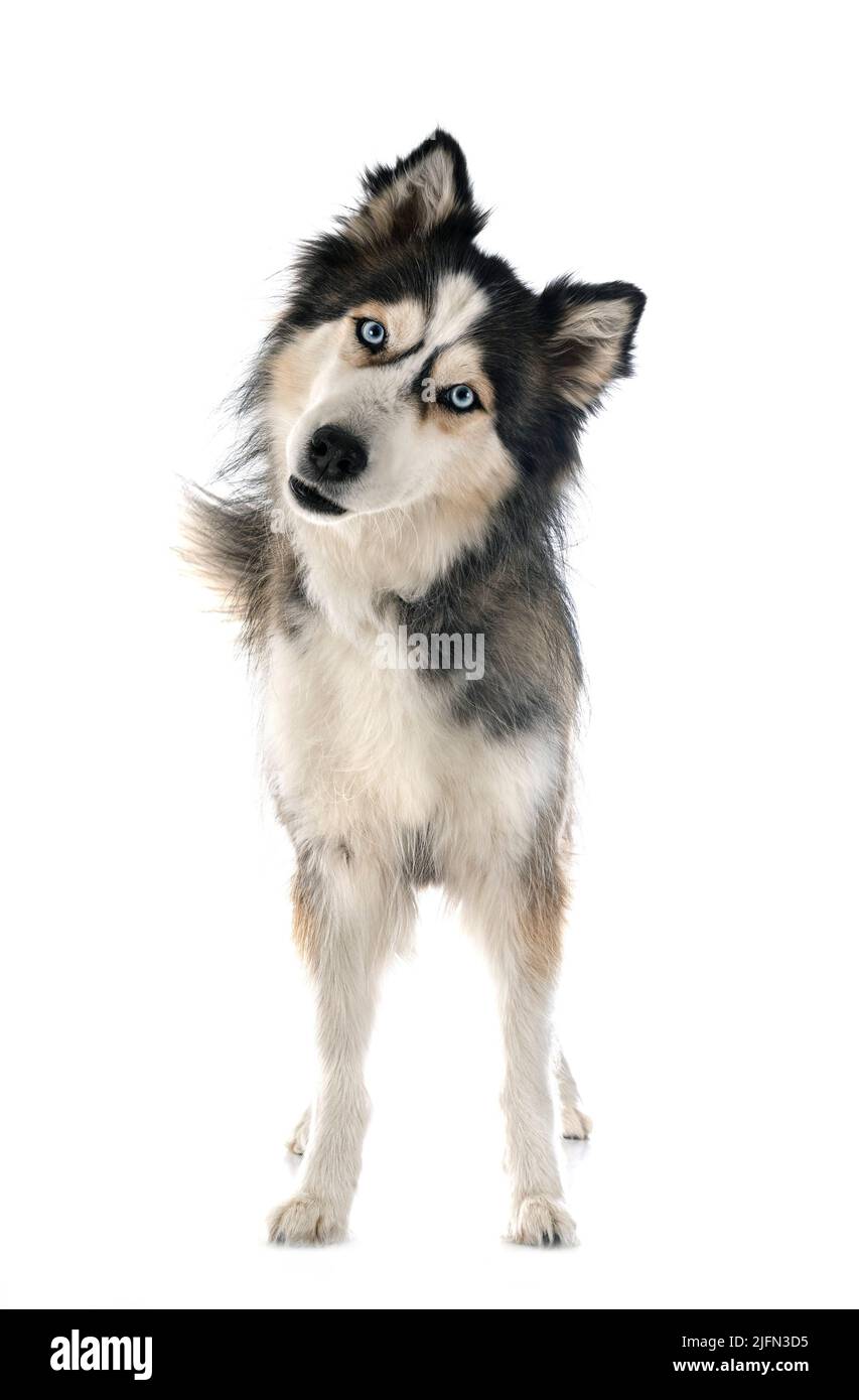 siberian husky in front of white background Stock Photo - Alamy
