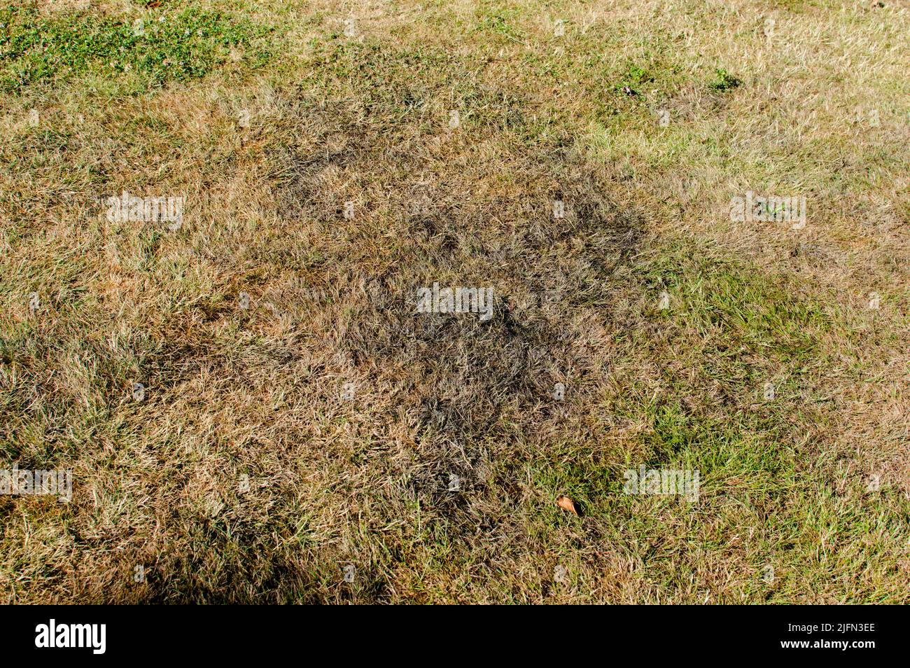 scorched grass in lawn due to over feed or incorrect feed of Fertilizer ...