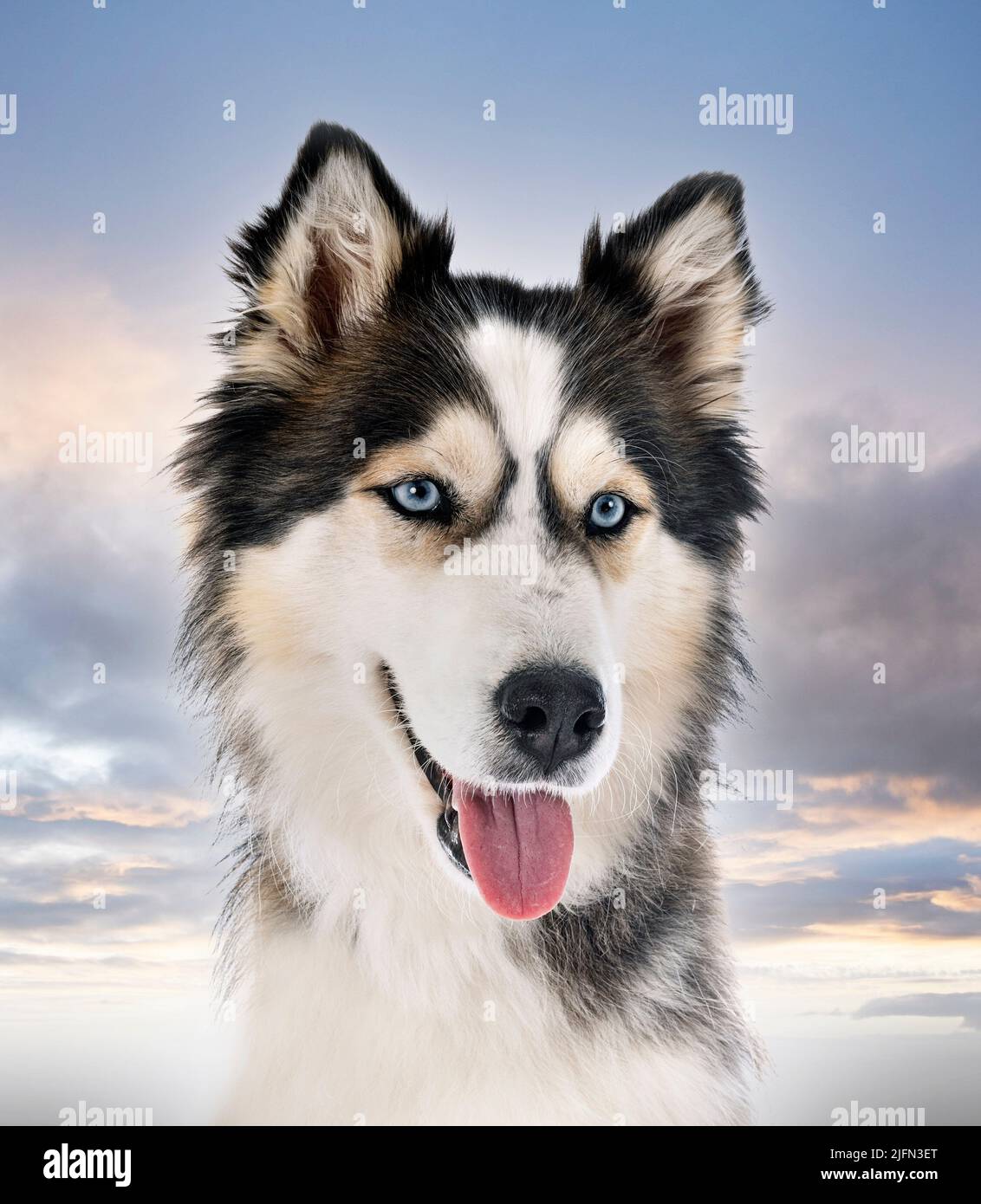 siberian husky in front of white background Stock Photo - Alamy