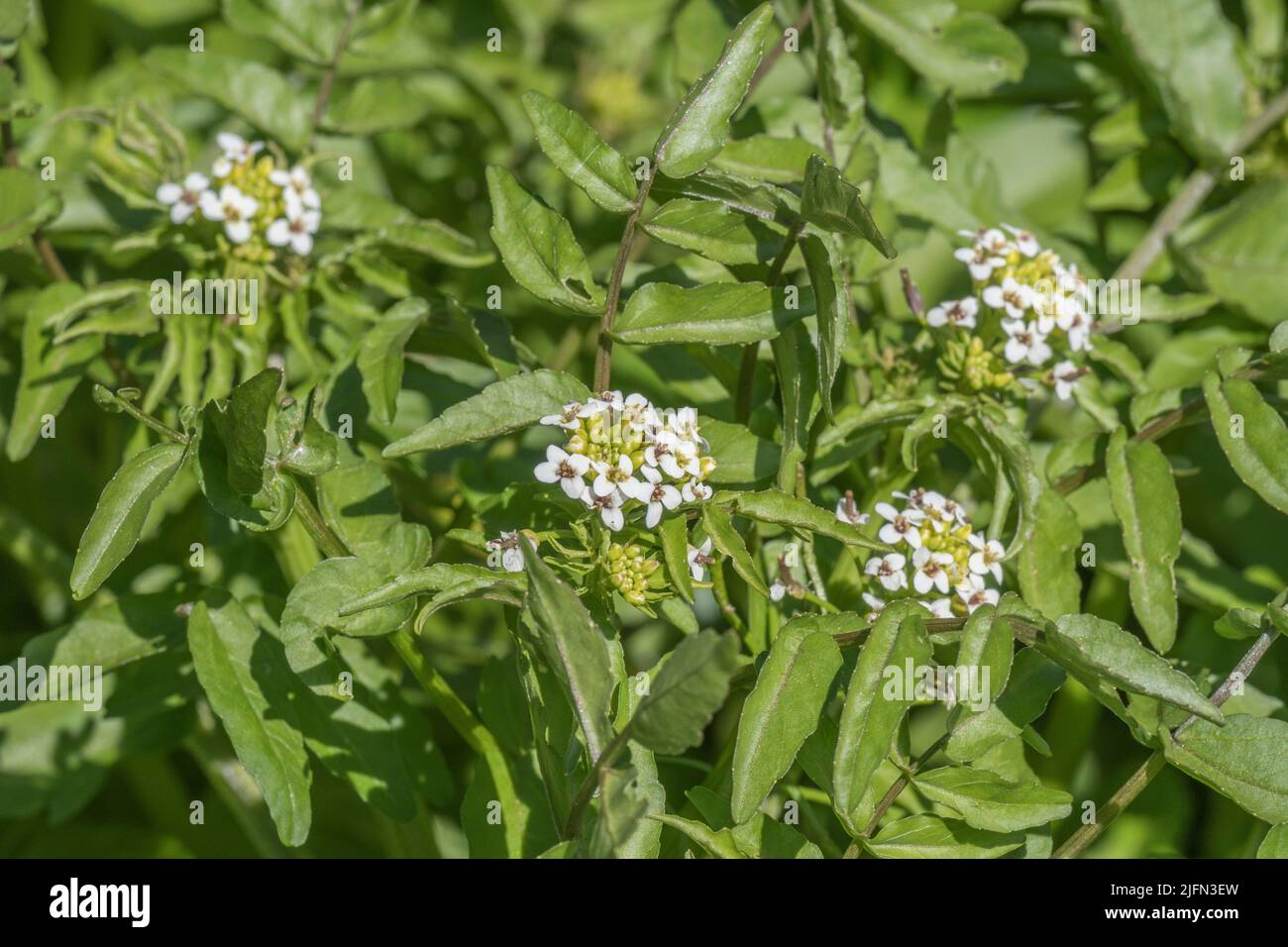 White crucifer-form flower clusters of some form of Watercress ...