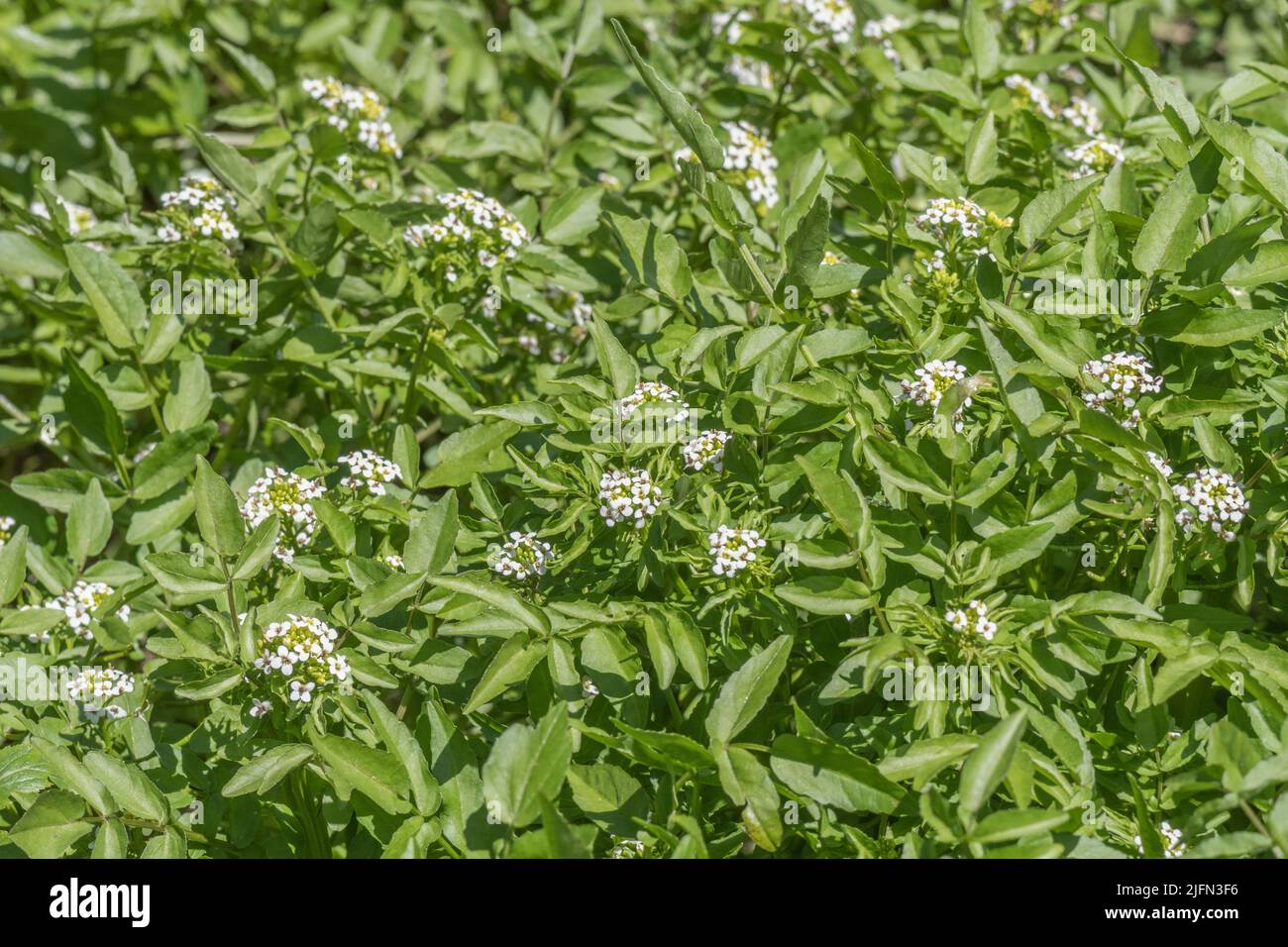 White crucifer-form flower clusters of some form of Watercress ...