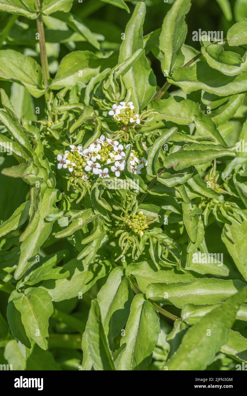 White crucifer-form flower clusters of some form of Watercress ...
