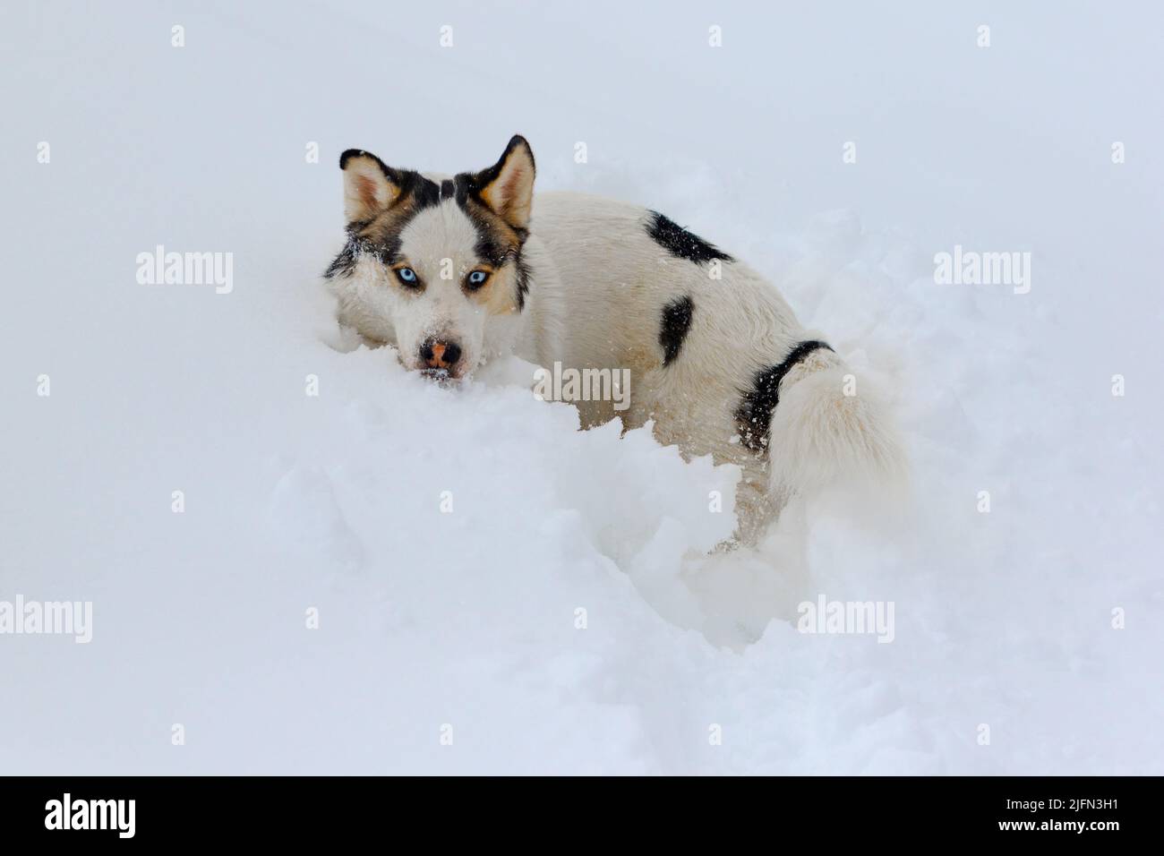 A beautiful Husky laying on the snow and staring at the camera Stock ...