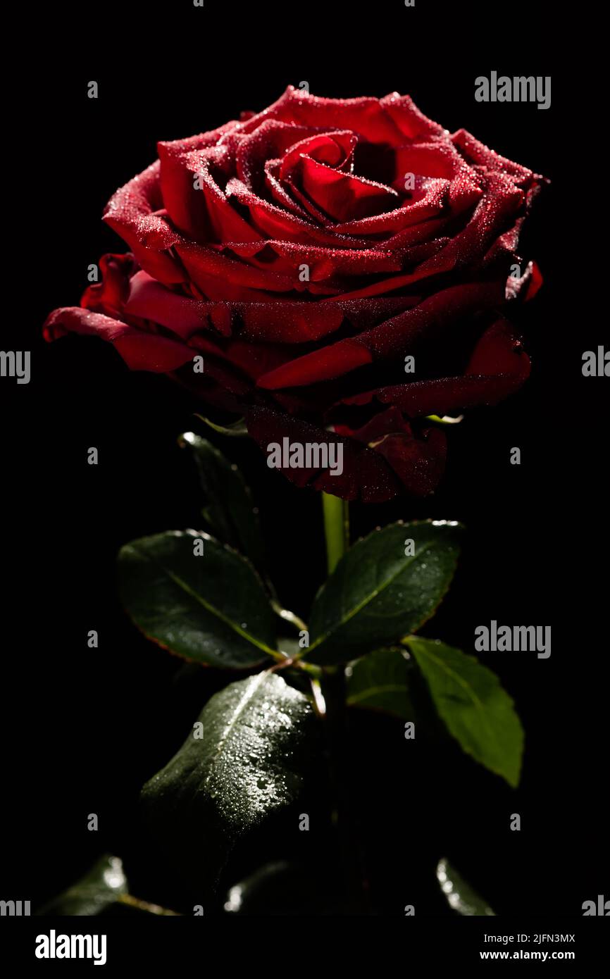 Blooming red rose bud in water drops on a black background Stock Photo ...