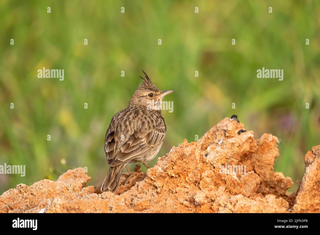 Male Crested Lark in the bush. copy space Stock Photo - Alamy