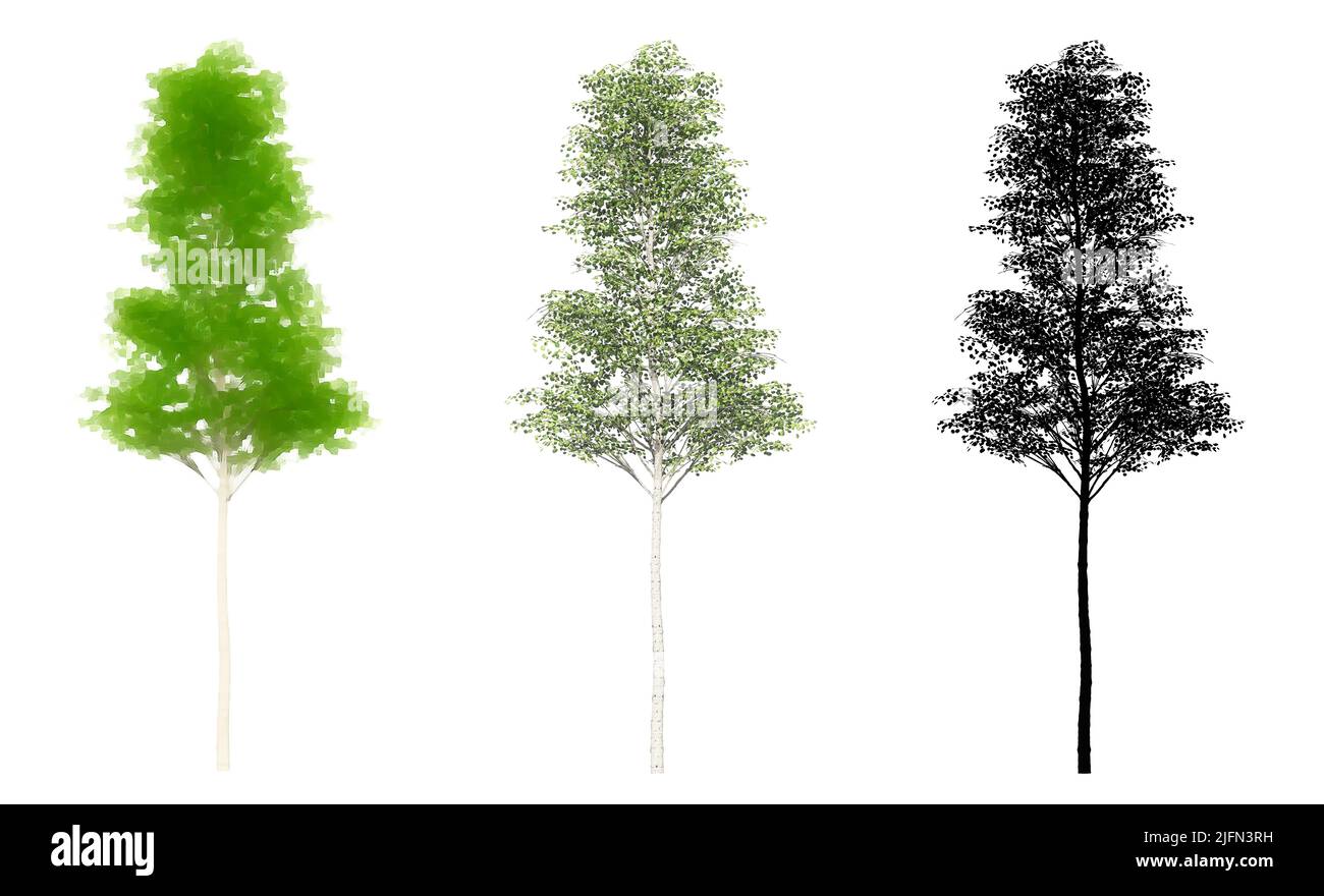 Set or collection of European Aspen trees, painted, natural and as a ...