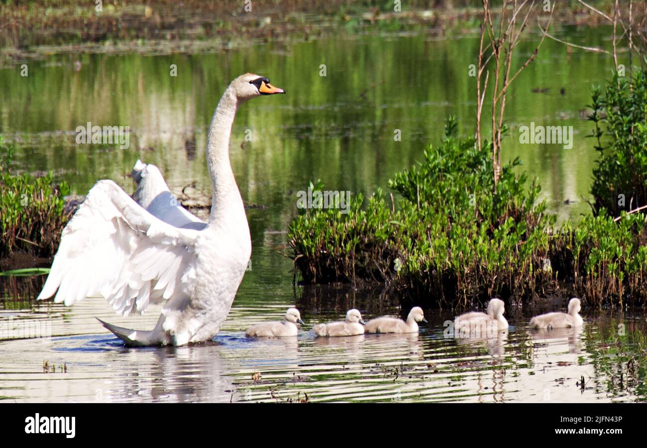 A mother swan moving her cygnets along Stock Photo - Alamy