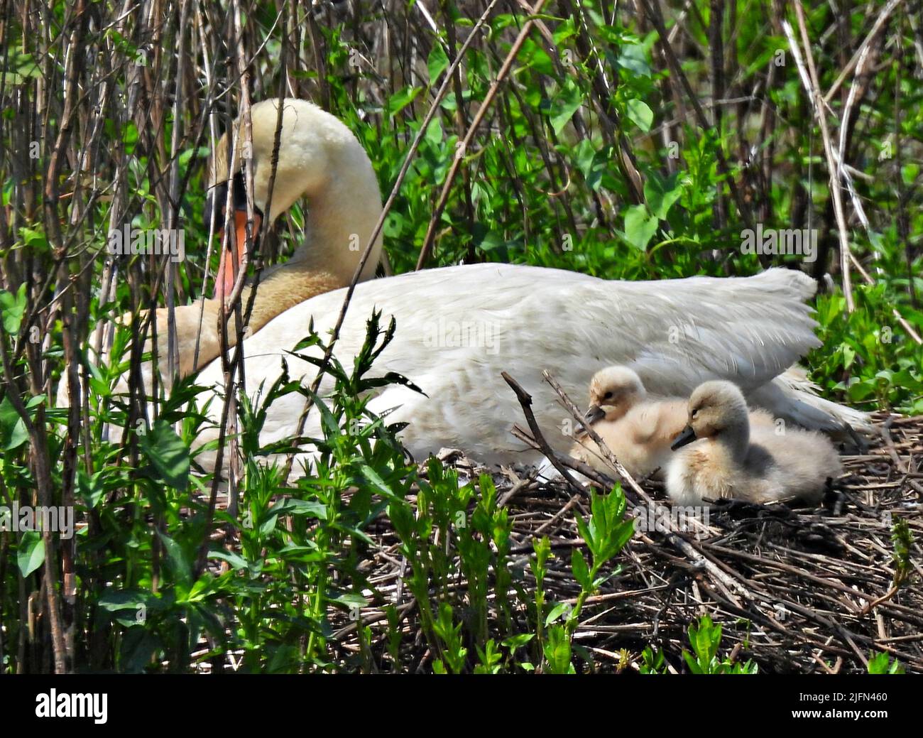A mother swan and her two cygnets resting on nest Stock Photo - Alamy