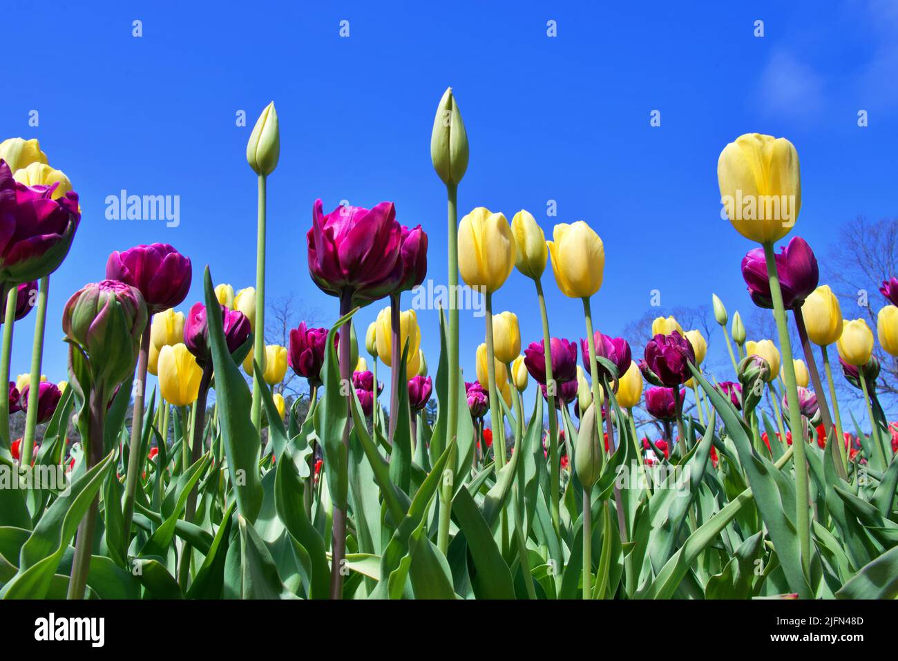 Worms eye view flowers hi-res stock photography and images - Alamy