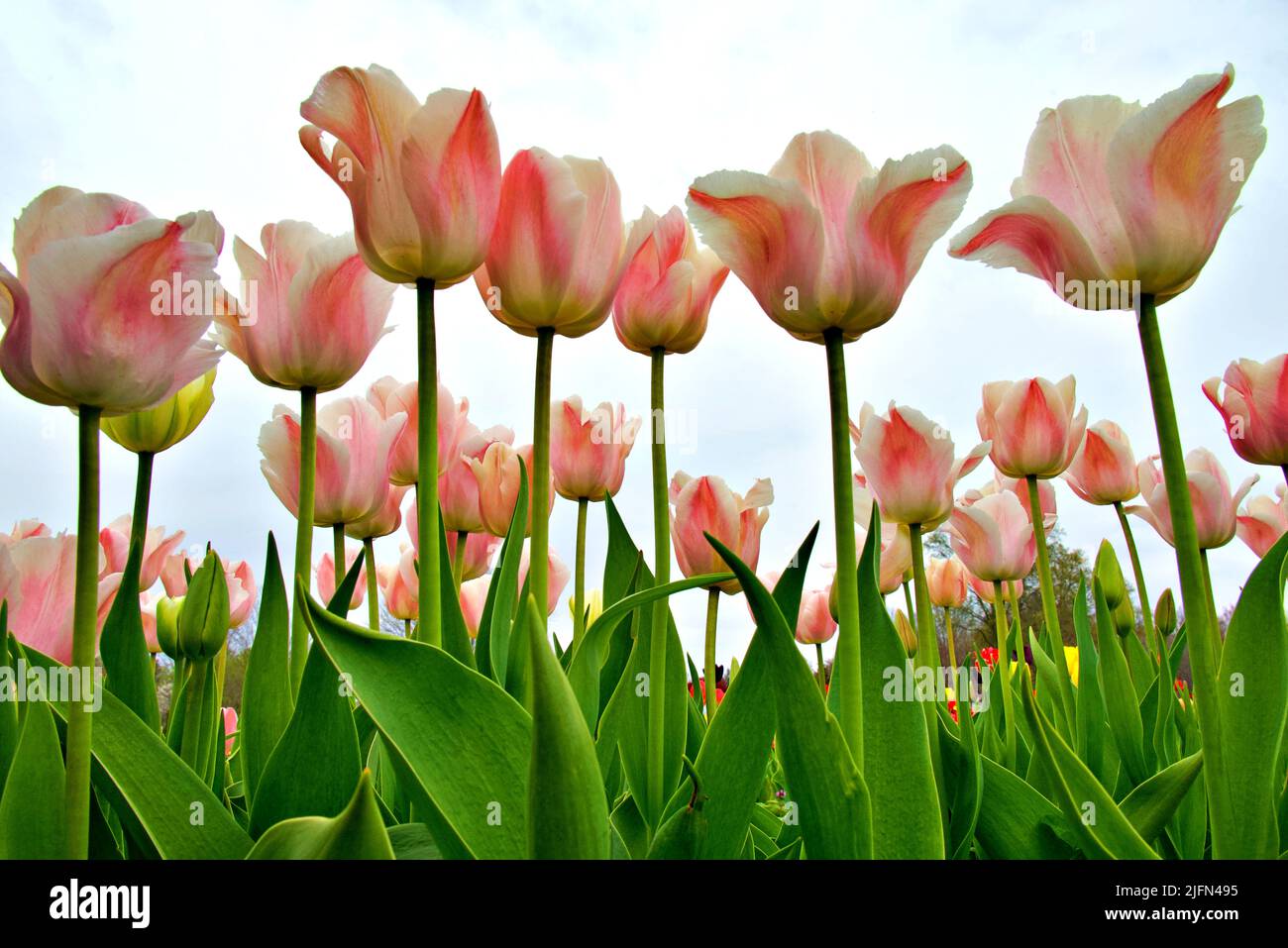 Worms eye view flowers hi-res stock photography and images - Alamy