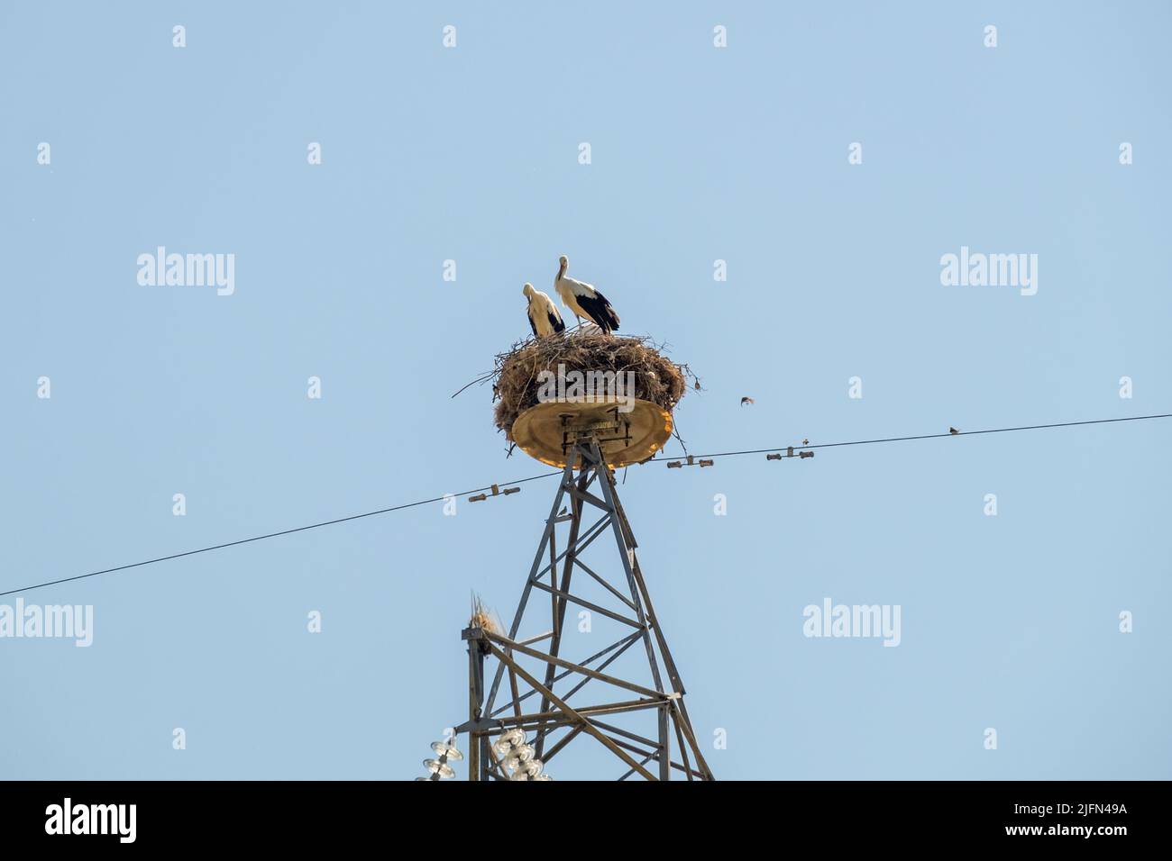 Two storks sitting in their nest at the top of a high voltage column ...