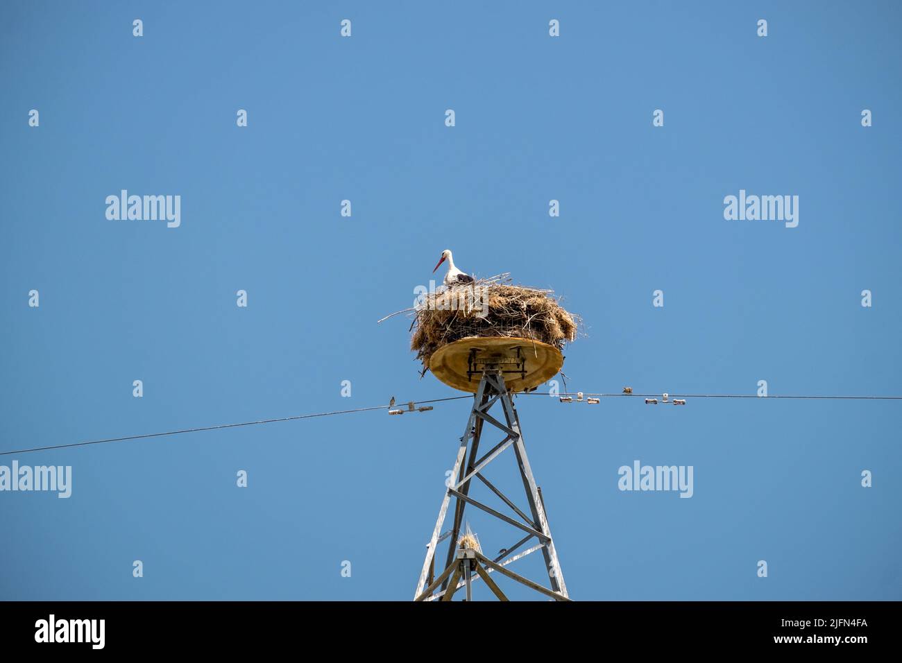 A stork sitting in his nest at the top of a high voltage column Stock ...
