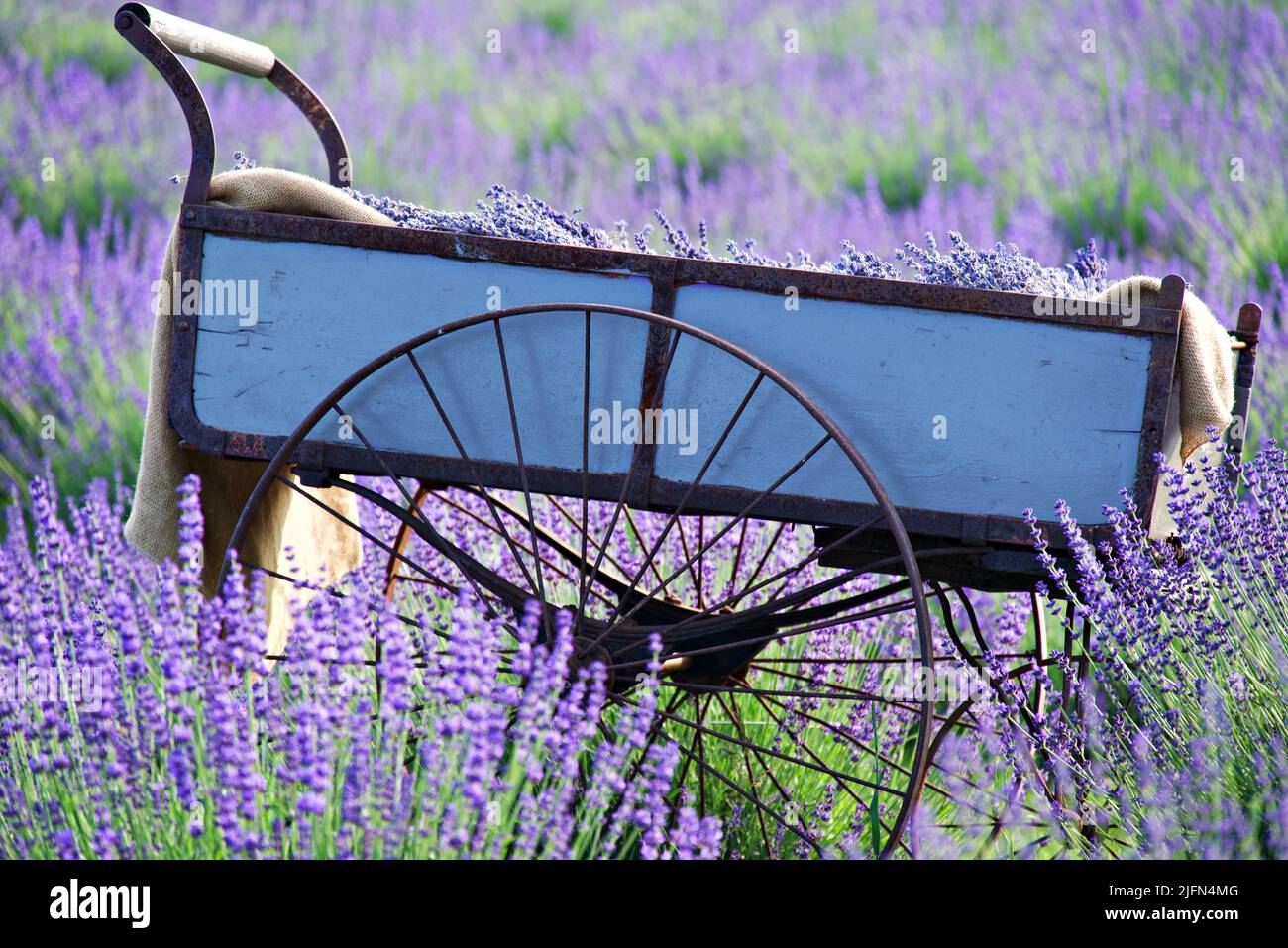 Cart in the field hi-res stock photography and images - Alamy