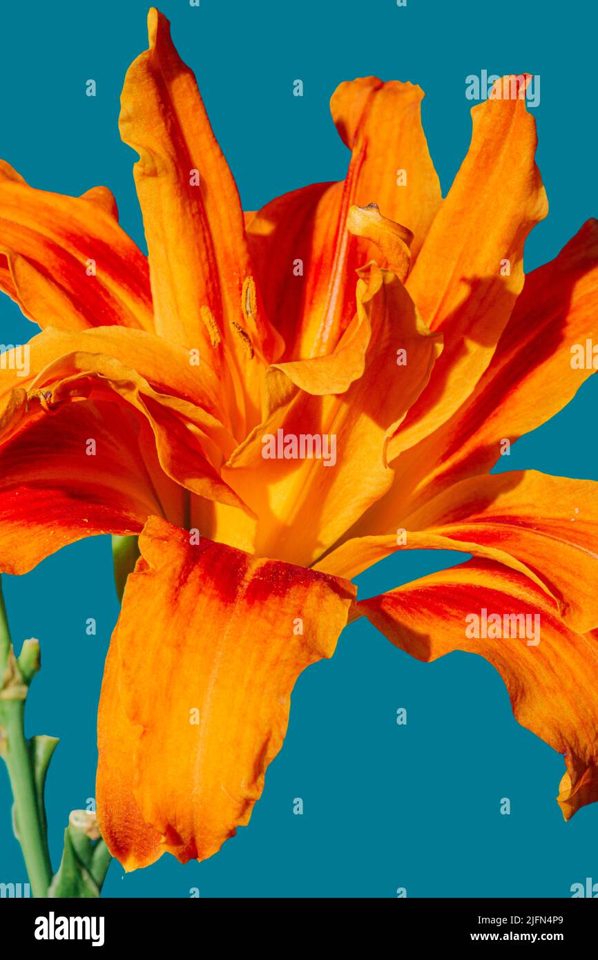 Hemerocallis Fulva Flore Pleno flower Stock Photo - Alamy