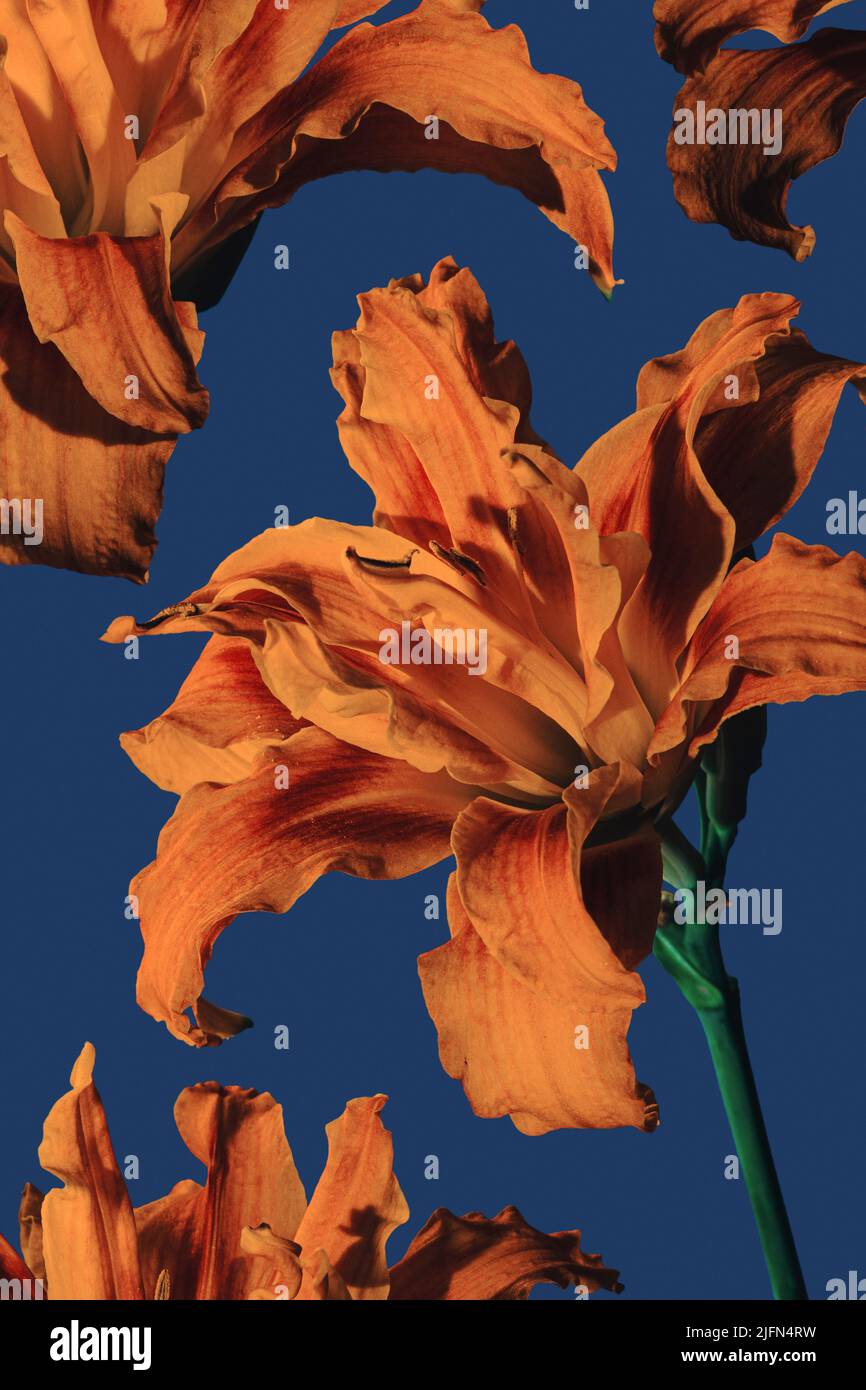 Hemerocallis fulva flore pleno hi-res stock photography and images - Alamy