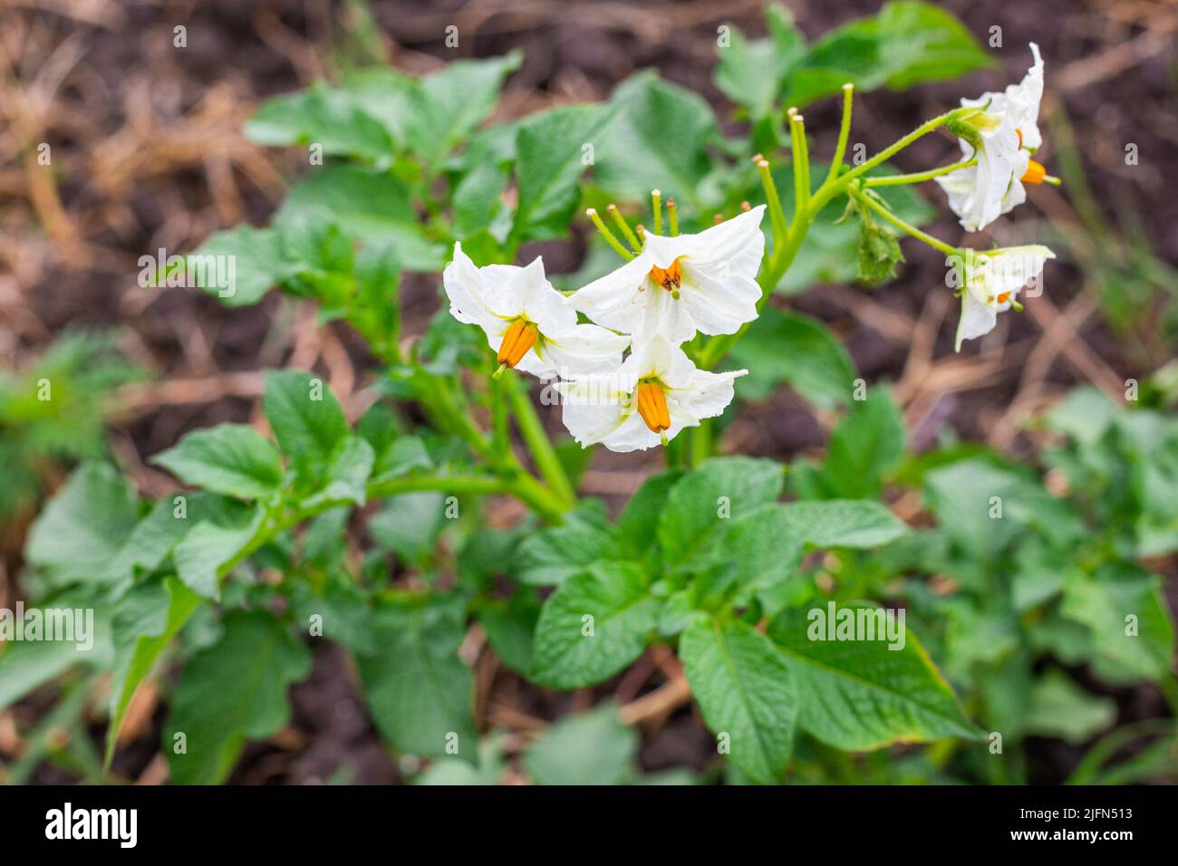 Bush of flowering potatoes in the field, close-up. Growing and caring ...