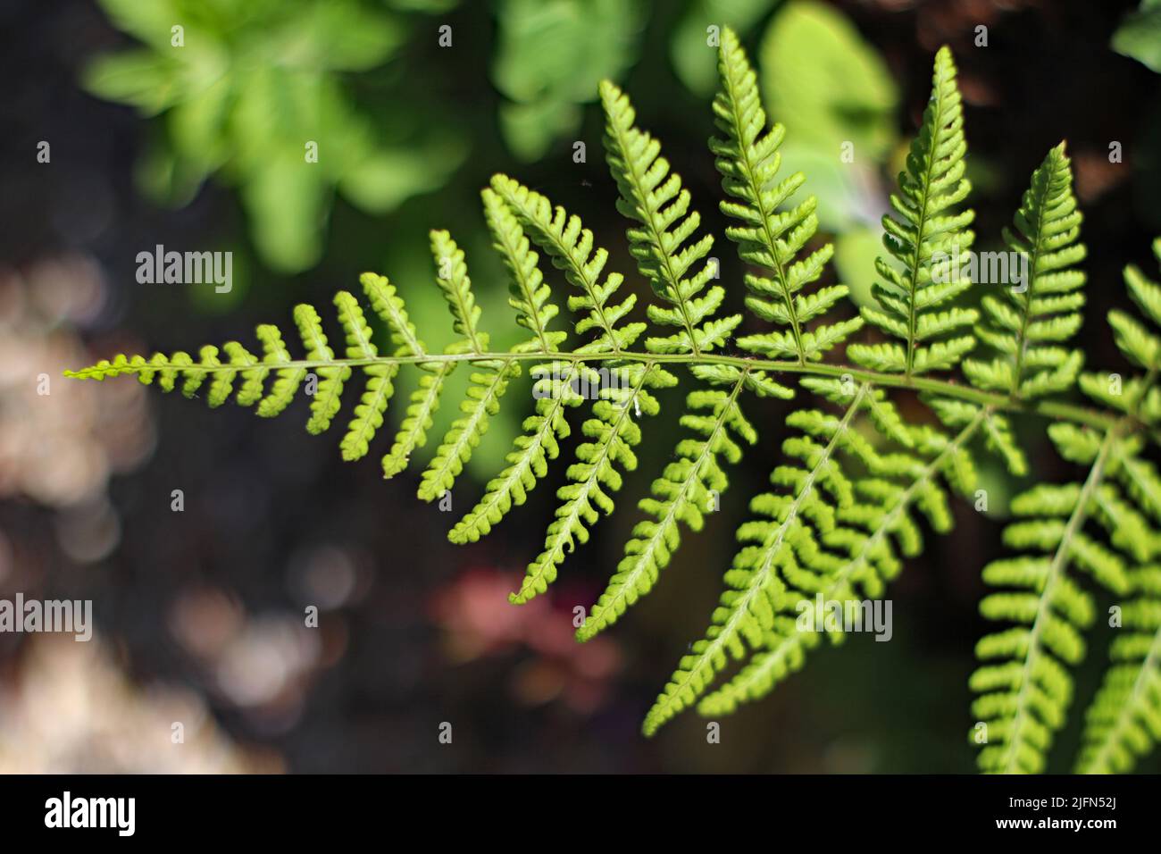 Close up of a fern leaf growing in an English garden Stock Photo - Alamy