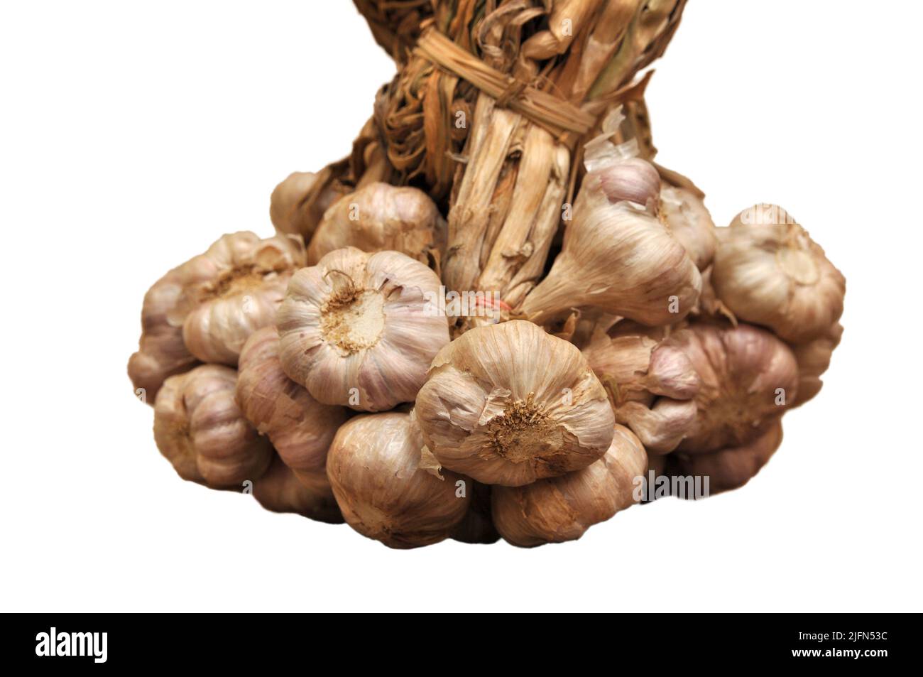 Bunch of Garlic isolated on white background, compound bulb isolated ...