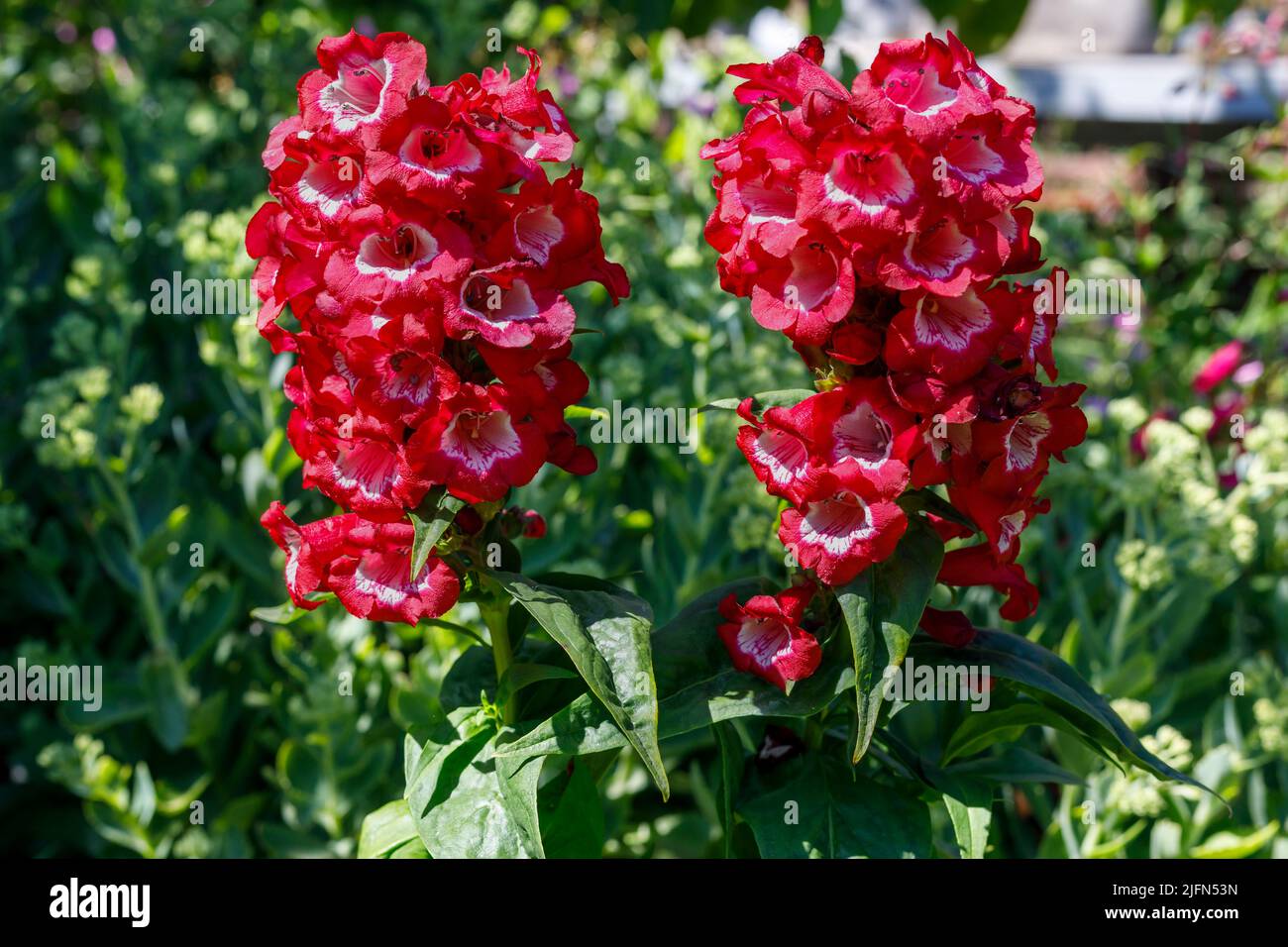 Penstemon Pentastic Red Stock Photo - Alamy