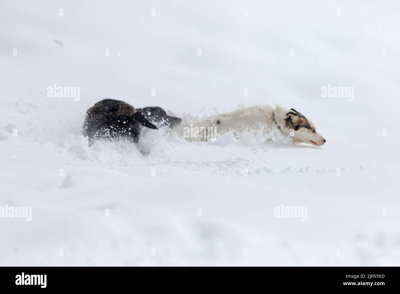A white husky and a black lab (Labrador Retriever) hiding in the snow ...