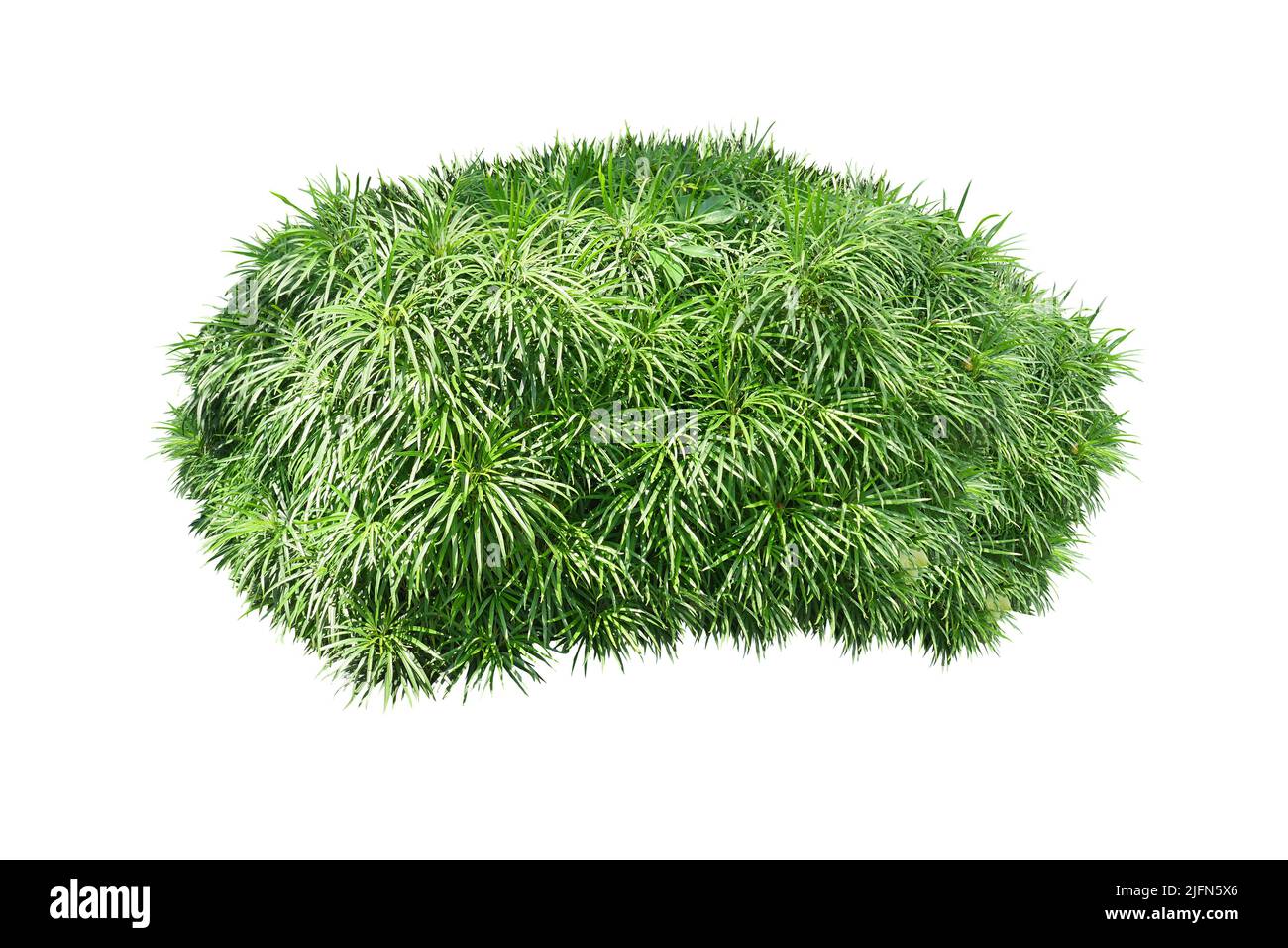 green bush isolated on white background Stock Photo - Alamy