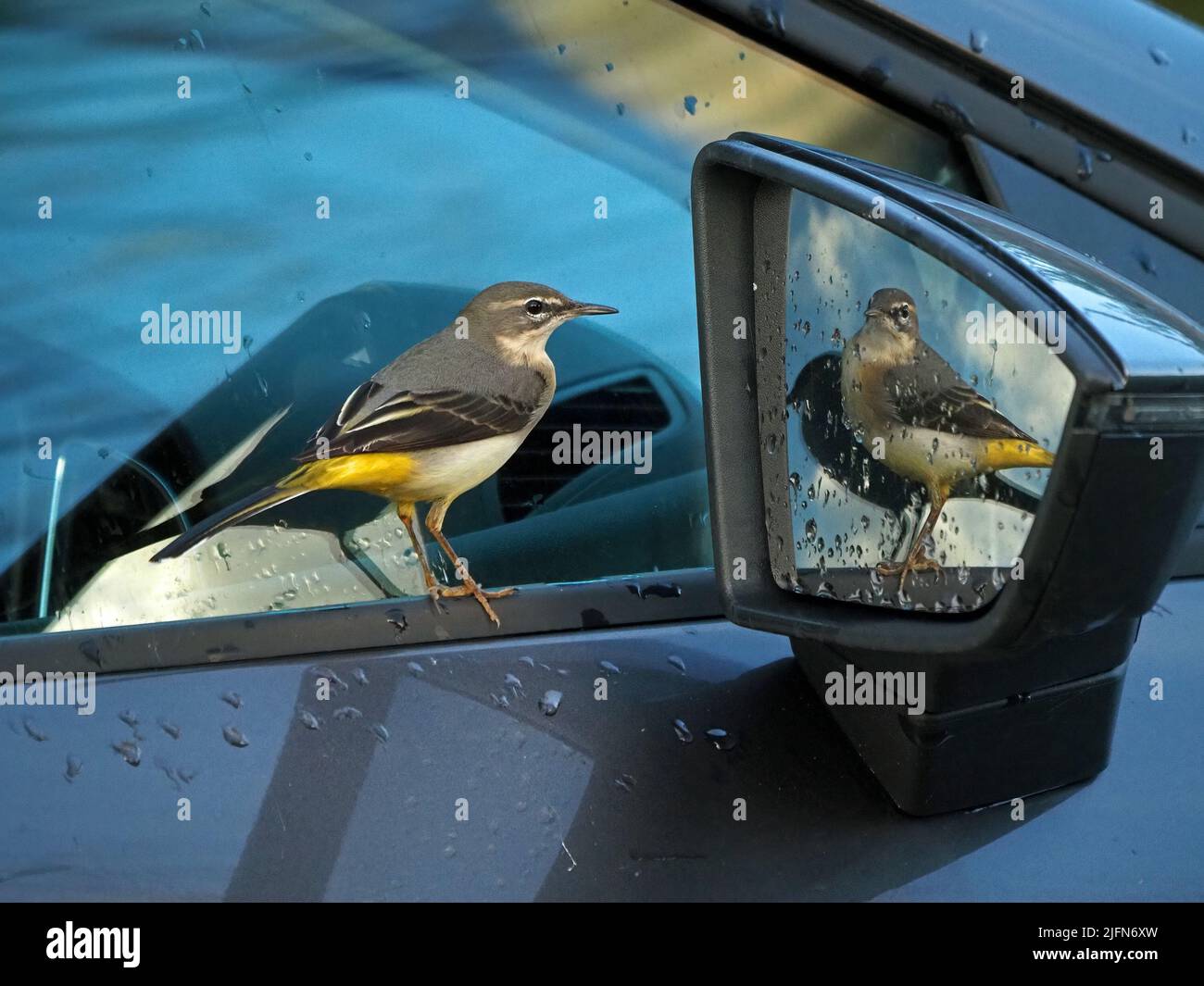Grey Wagtail (Motacilla cinerea) with bright yellow rump hunting ...