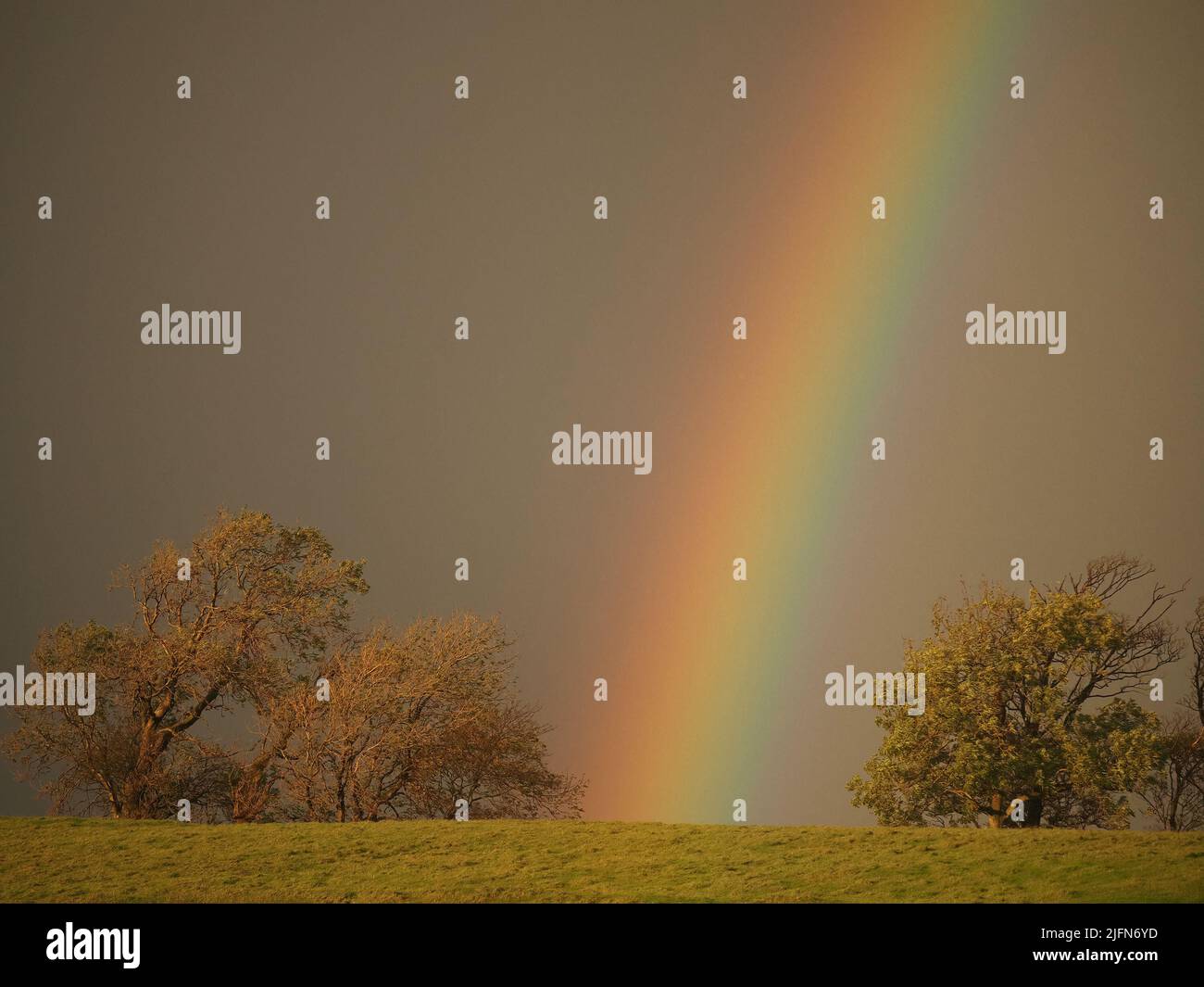 rainbow in moody grey sky between trees on skyline in North Yorkshire ...