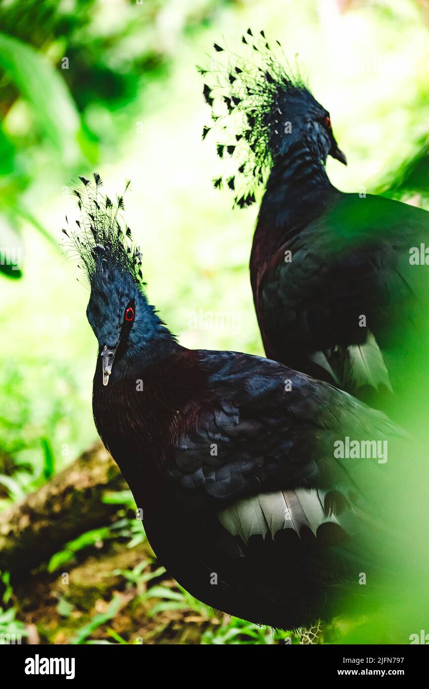 A vertical closeup of the Victoria crowned pigeons, Goura victoria ...