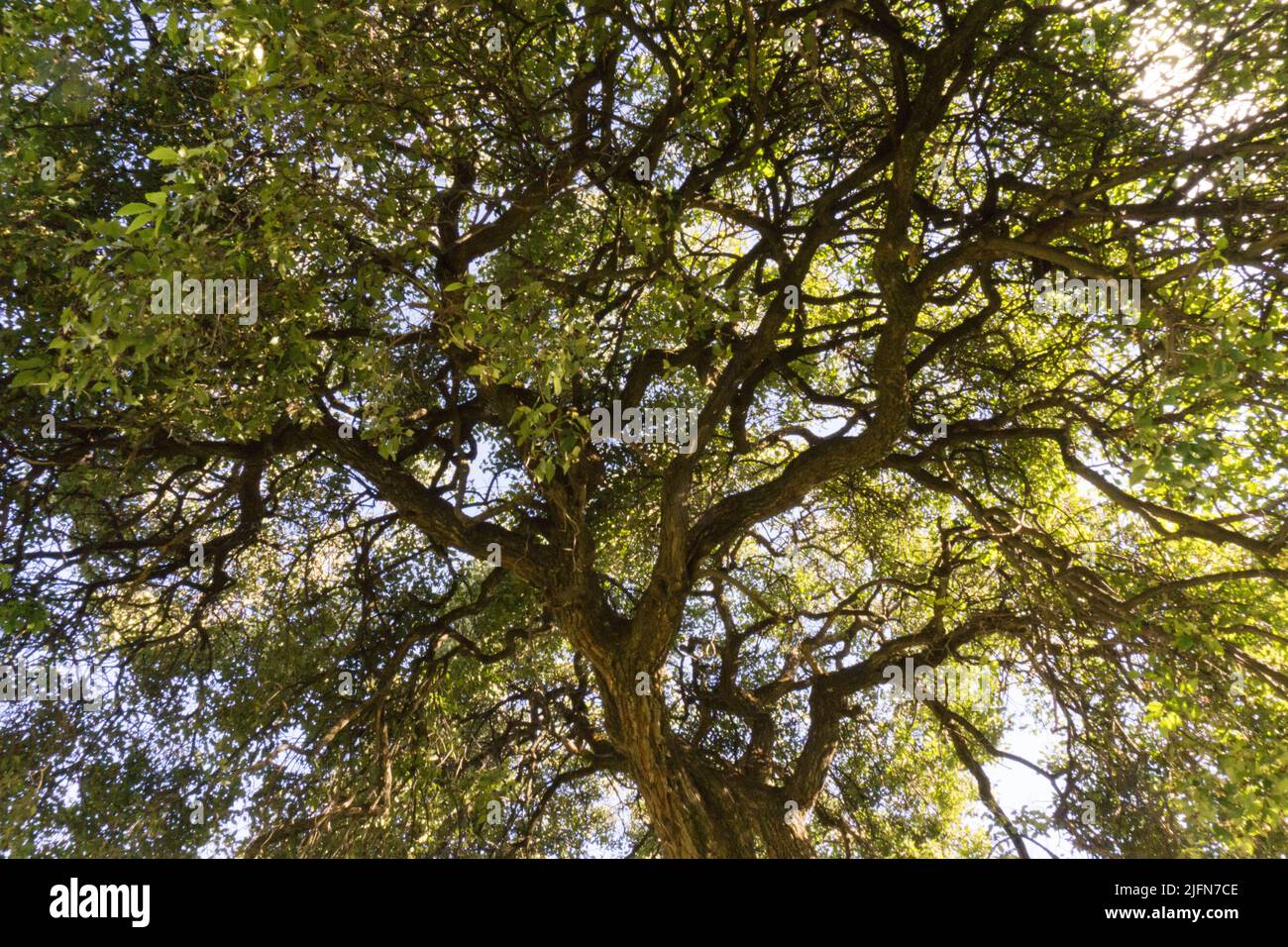 The tree branches with green dense green foliage Stock Photo - Alamy