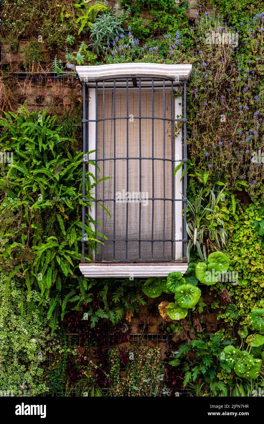 Close up of isolated white window, surrounded by green plants. A wall ...