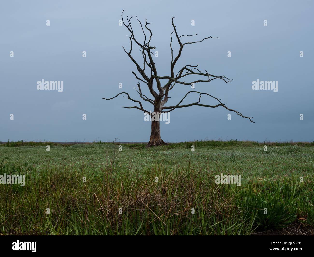 Porlock marsh dead trees england uk Stock Photo - Alamy
