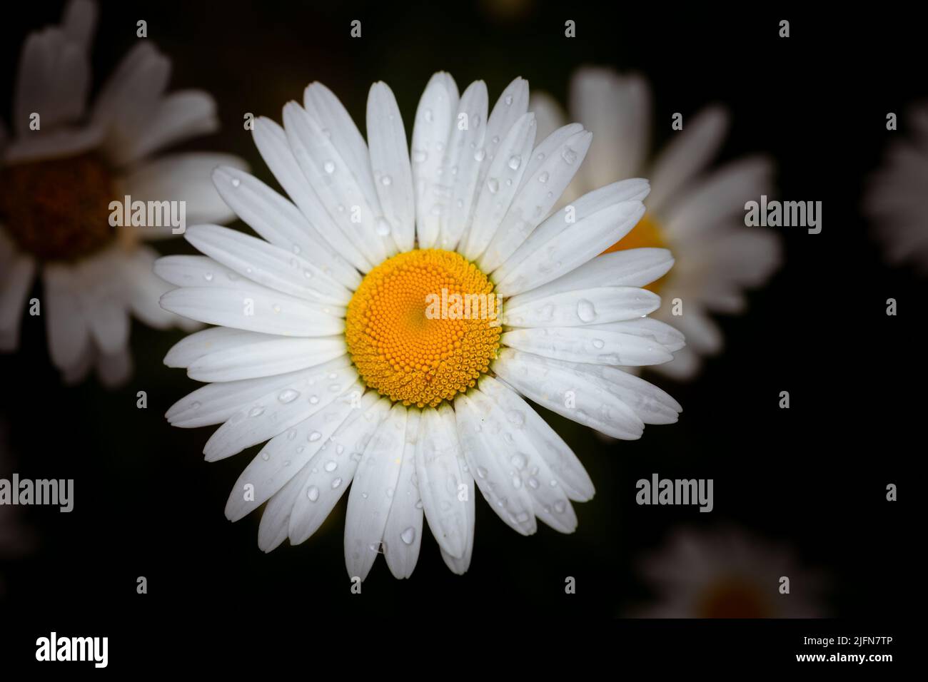 A closeup of a daisy with dew and dark background Stock Photo - Alamy