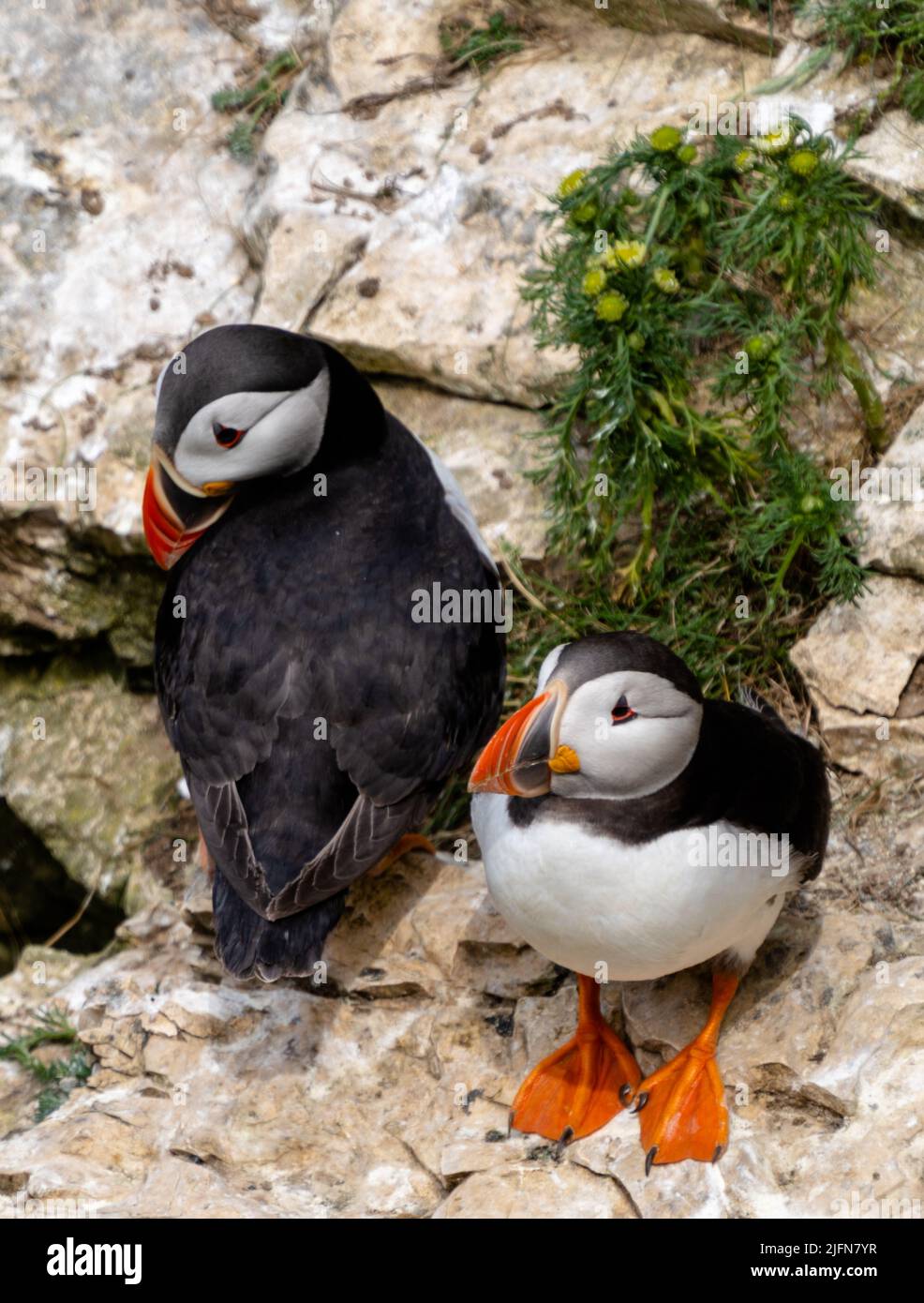 A close-up view of North Atlantic Puffins in their nesting grounds at ...